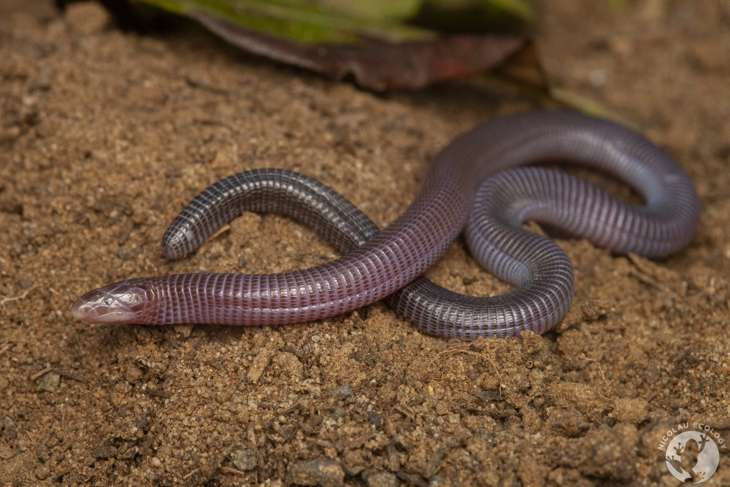 Zygaspis arenicola - Maputoland Dwarf Worm Lizard — NICOLAU ECOLOGY