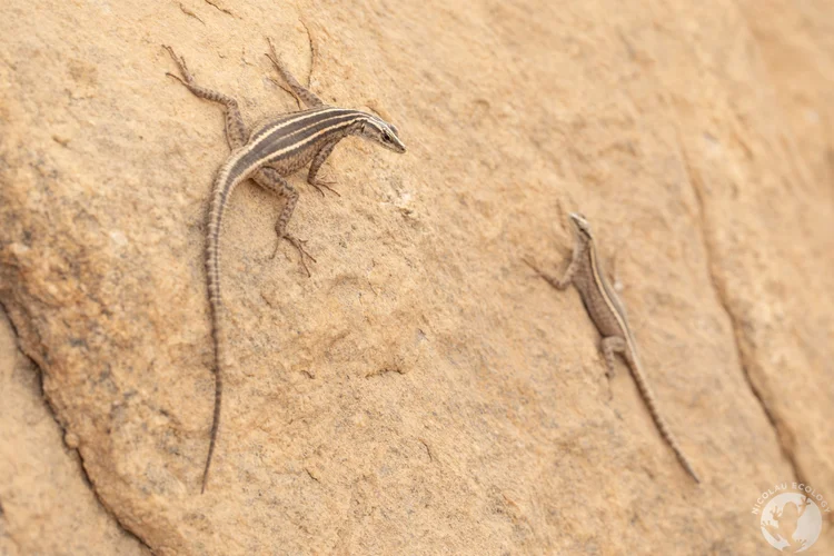 Platysaurus broadleyi - Augrabies Flat Lizard — NICOLAU ECOLOGY