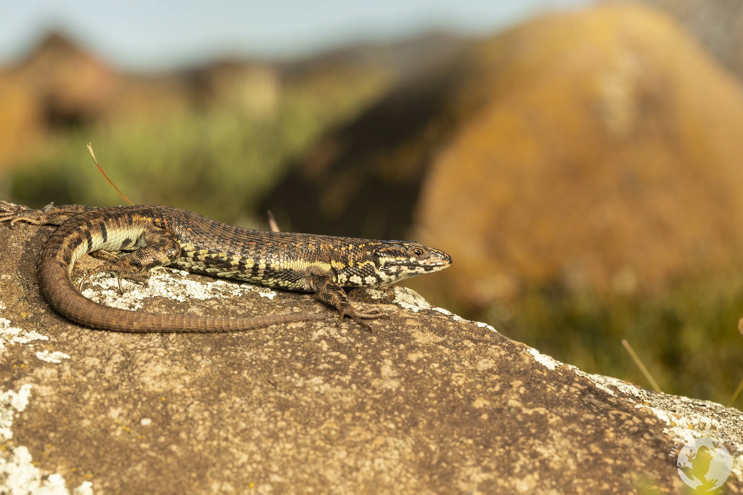 Tropidosaura cottrelli - Cottrell's Mountain Lizard — NICOLAU ECOLOGY