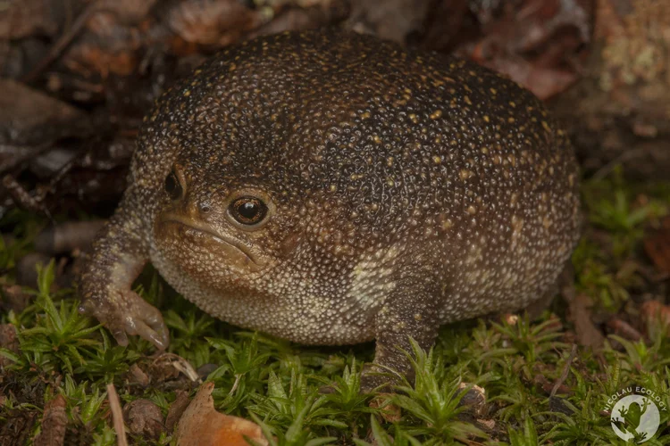 Breviceps verrucosus - Plaintive Rain Frog — NICOLAU ECOLOGY