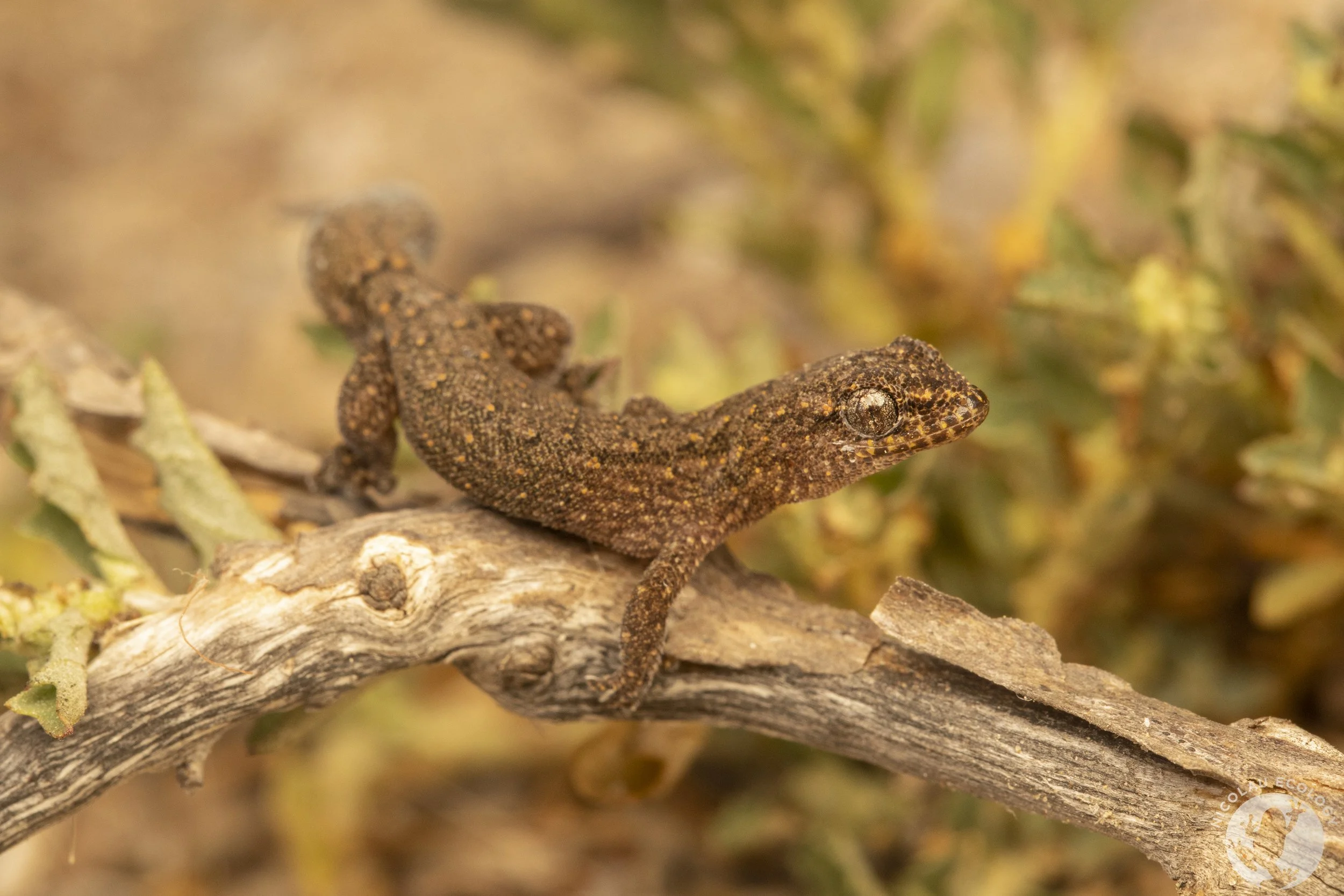 Goggia lineata - Northern Striped Pygmy Gecko — NICOLAU ECOLOGY
