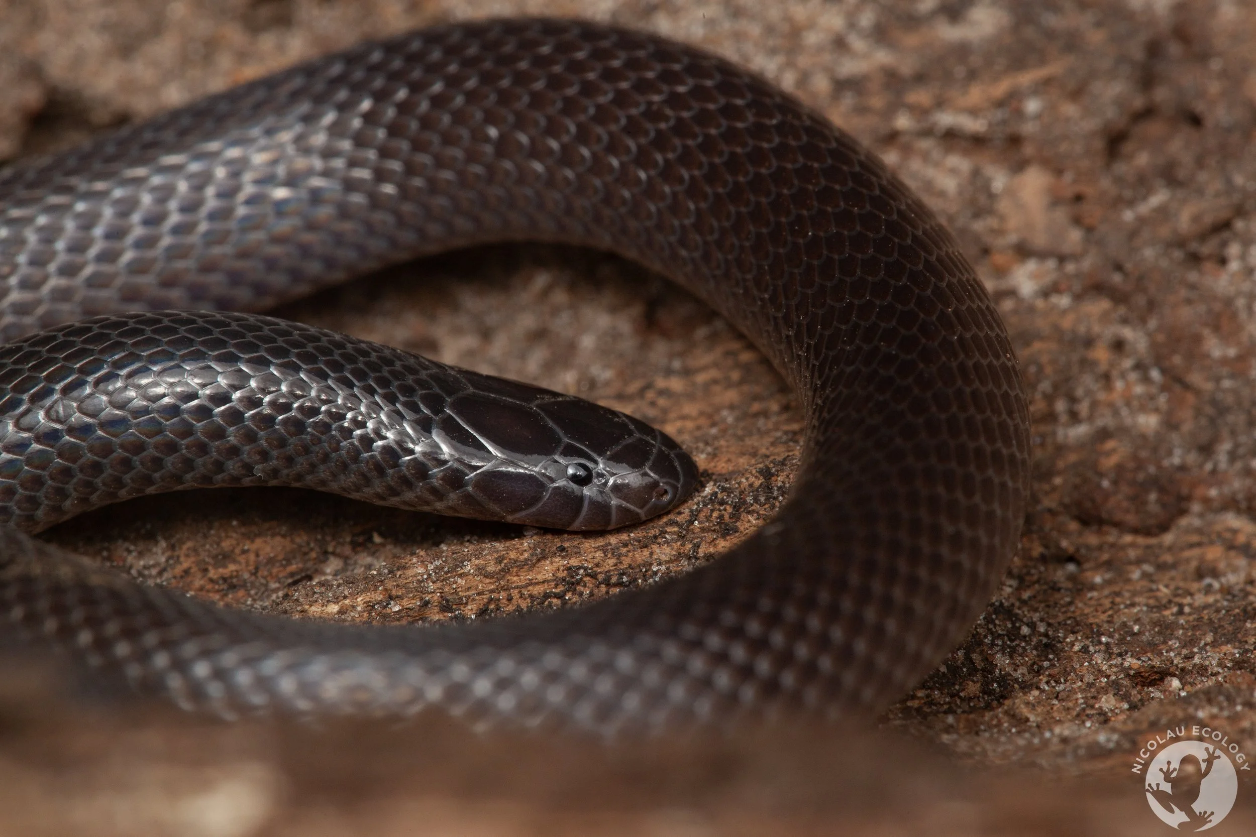 Atractaspis bibronii — NICOLAU ECOLOGY