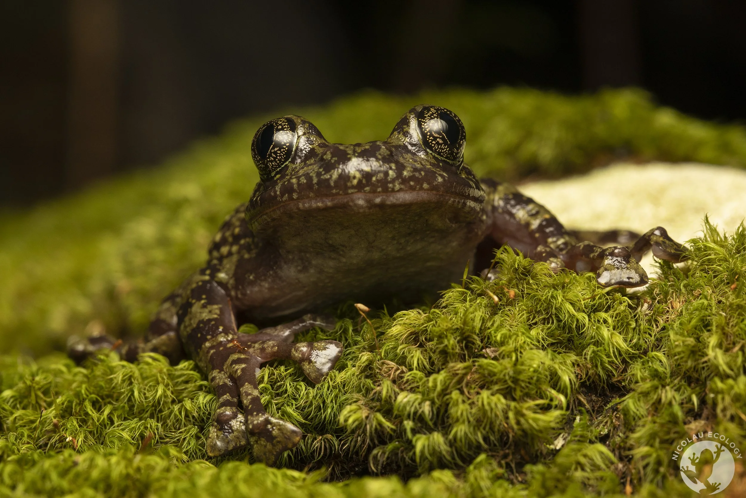 Heleophryne rosei - Table Mountain Ghost Frog — NICOLAU ECOLOGY