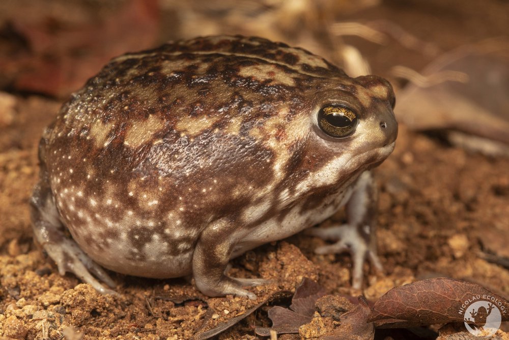 Breviceps adspersus - Bushveld Rain Frog — NICOLAU ECOLOGY