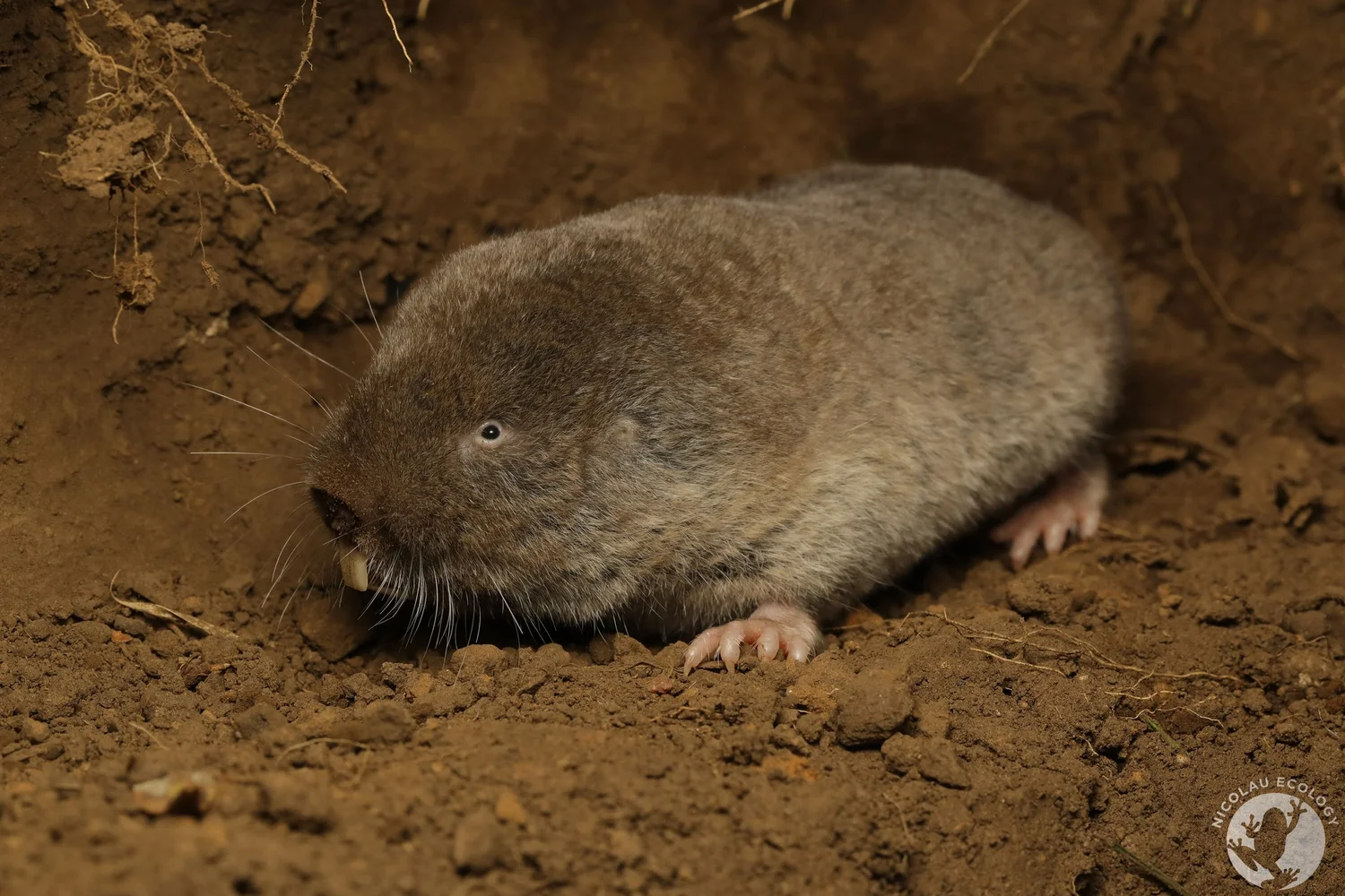 Cryptomys hottentotus - Common Mole-rat — NICOLAU ECOLOGY