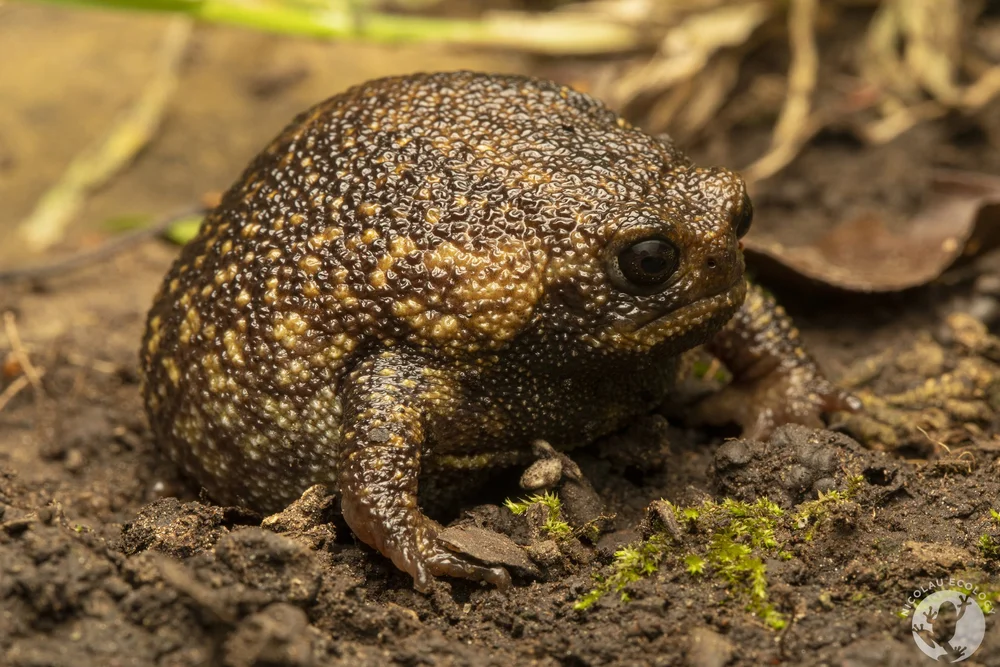 Breviceps verrucosus - Plaintive Rain Frog — NICOLAU ECOLOGY