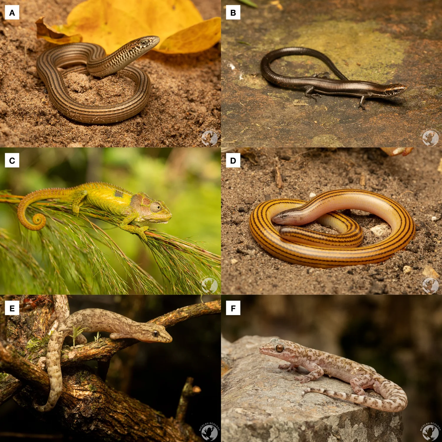Amphibian research: Part 1 - Eastern Cape — NICOLAU ECOLOGY