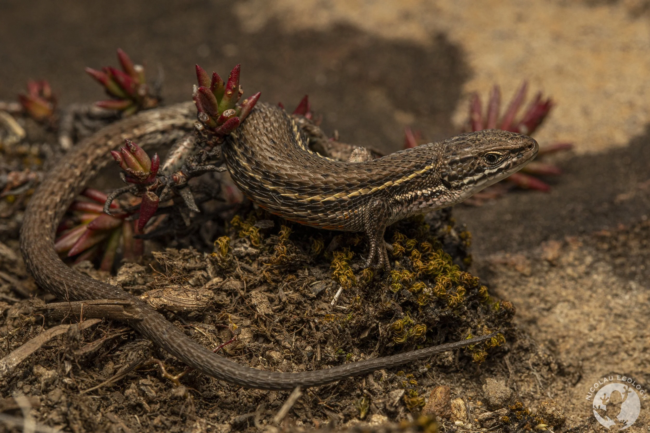 Tropidosaura montana rangeri - Ranger’s Mountain Lizard — NICOLAU ECOLOGY