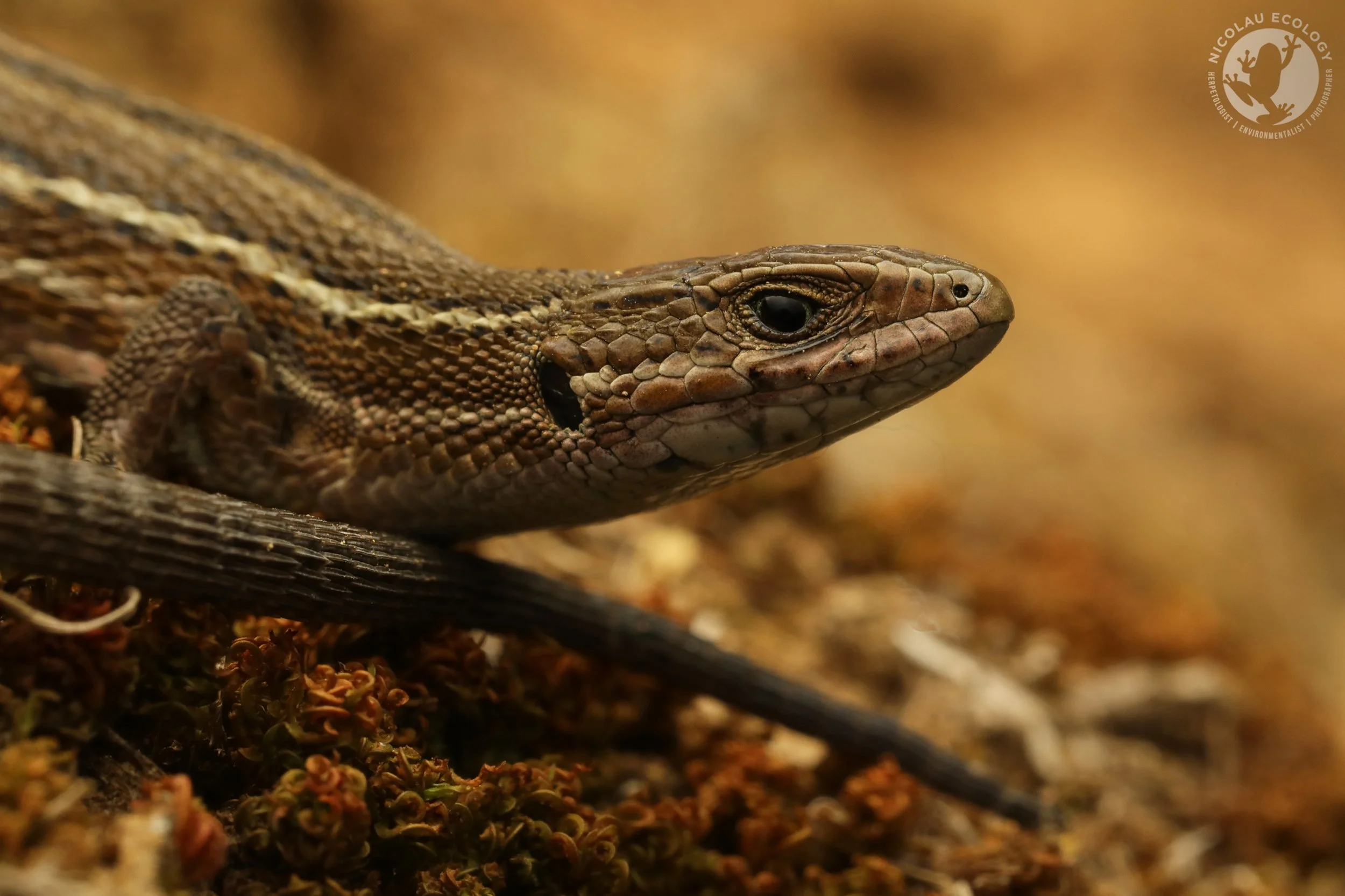 South African Reptiles