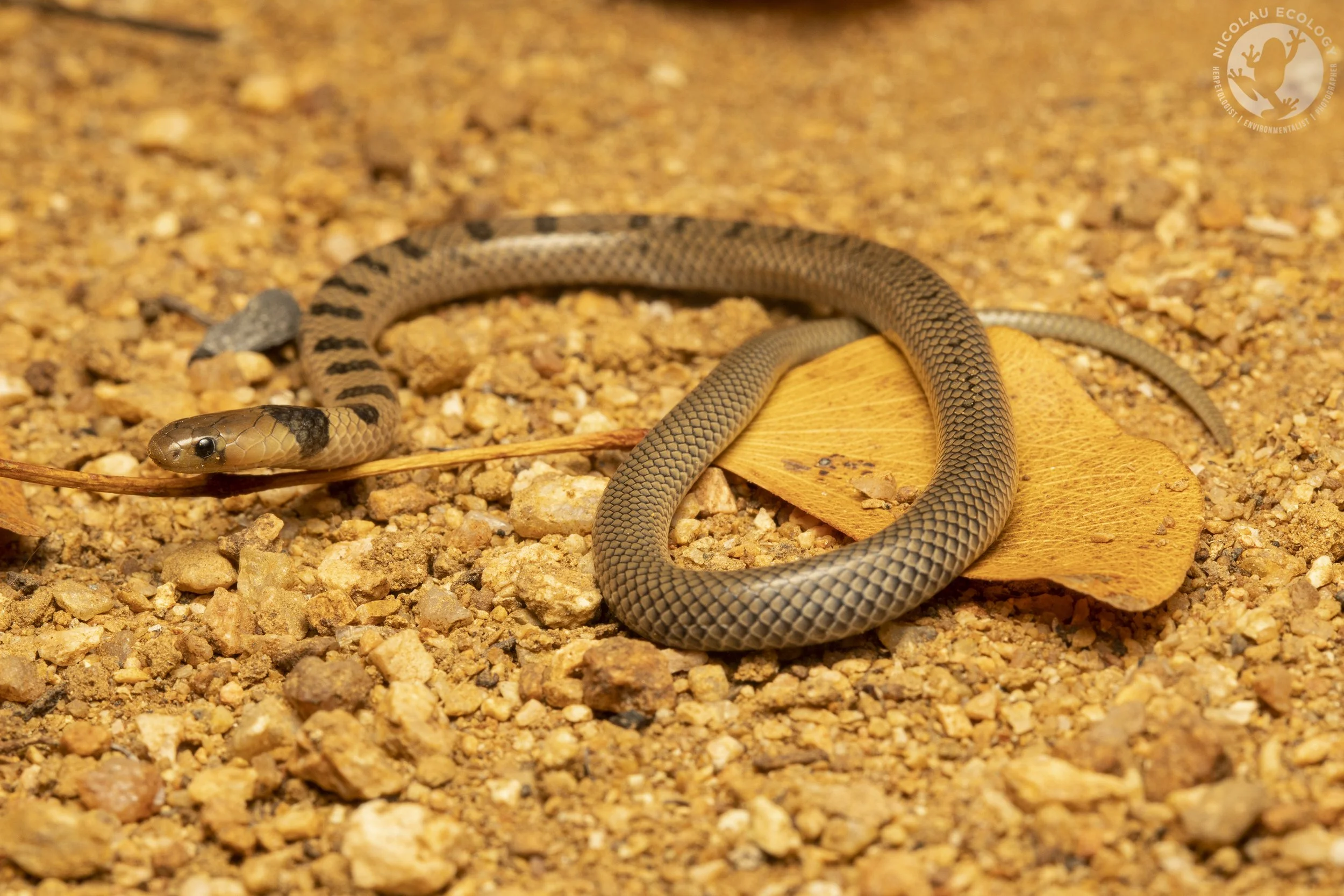 Aparallactus capensis — NICOLAU ECOLOGY