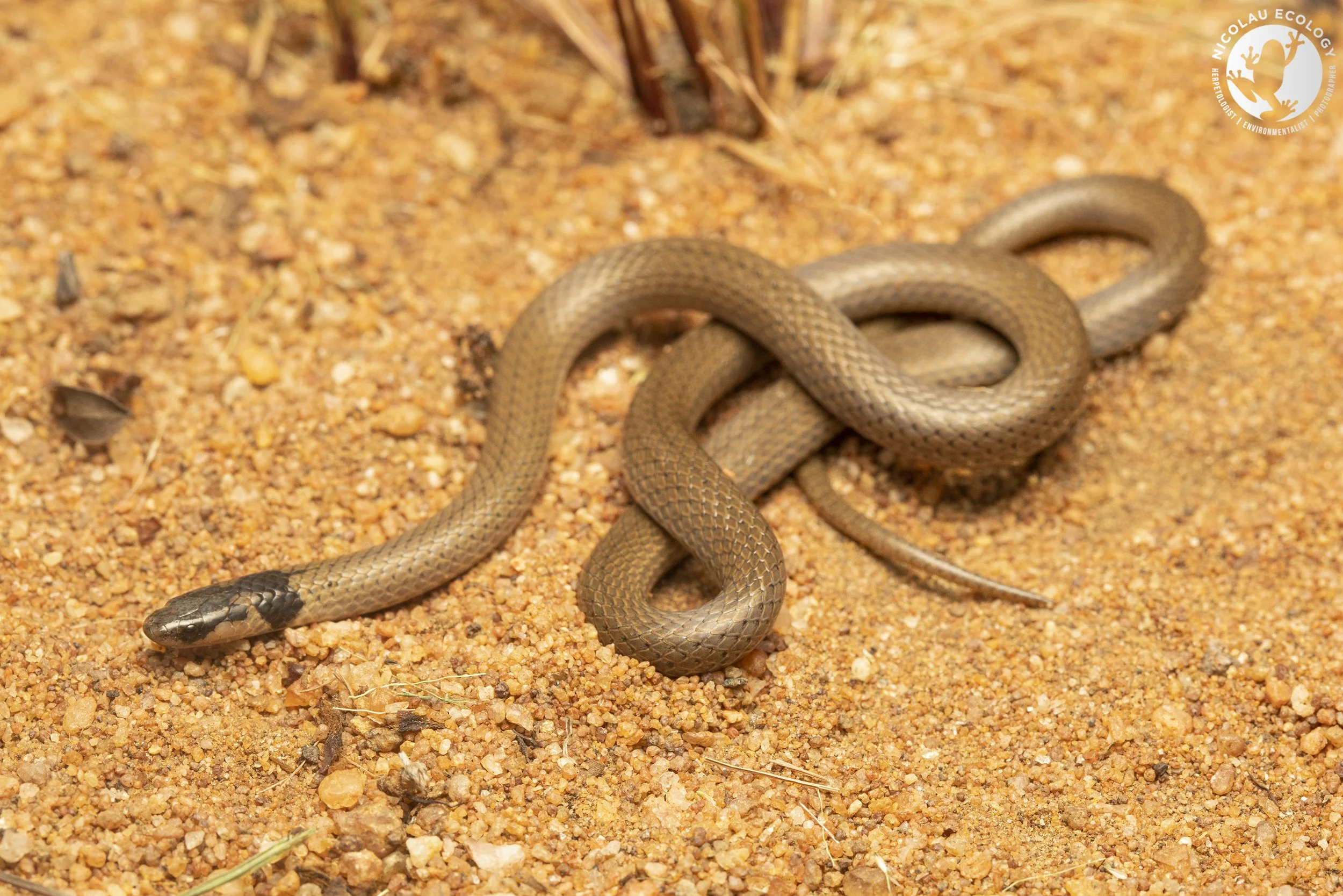 Snakes — NICOLAU ECOLOGY