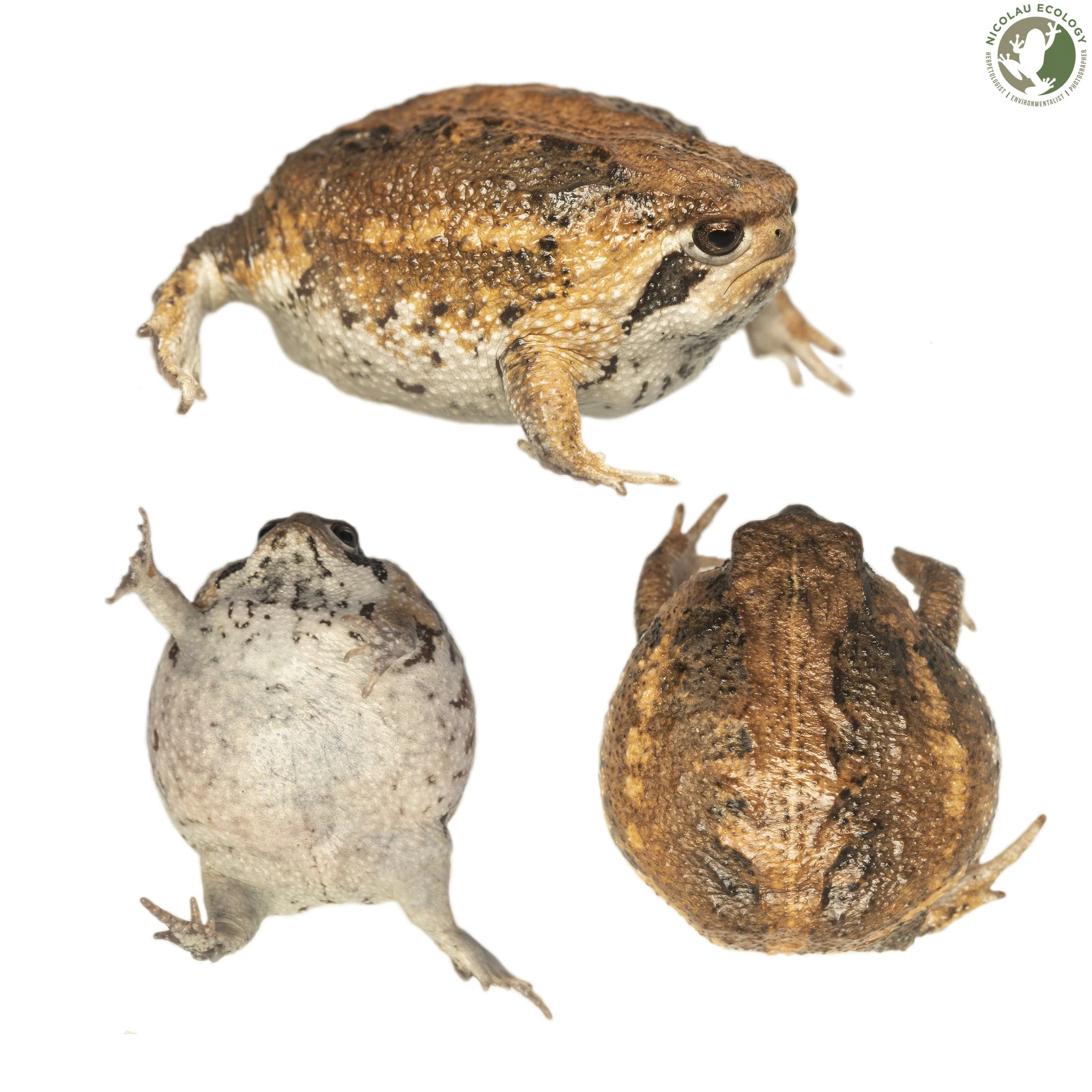 Breviceps rosei - Rose's Rain Frog — NICOLAU ECOLOGY