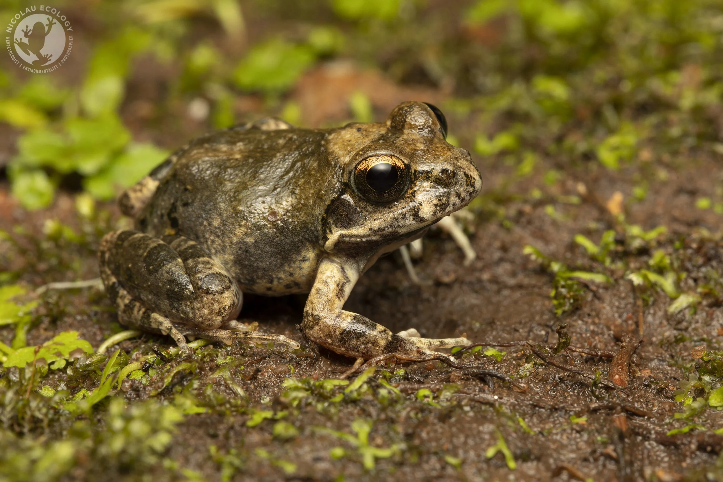 Schismaderma carens — NICOLAU ECOLOGY