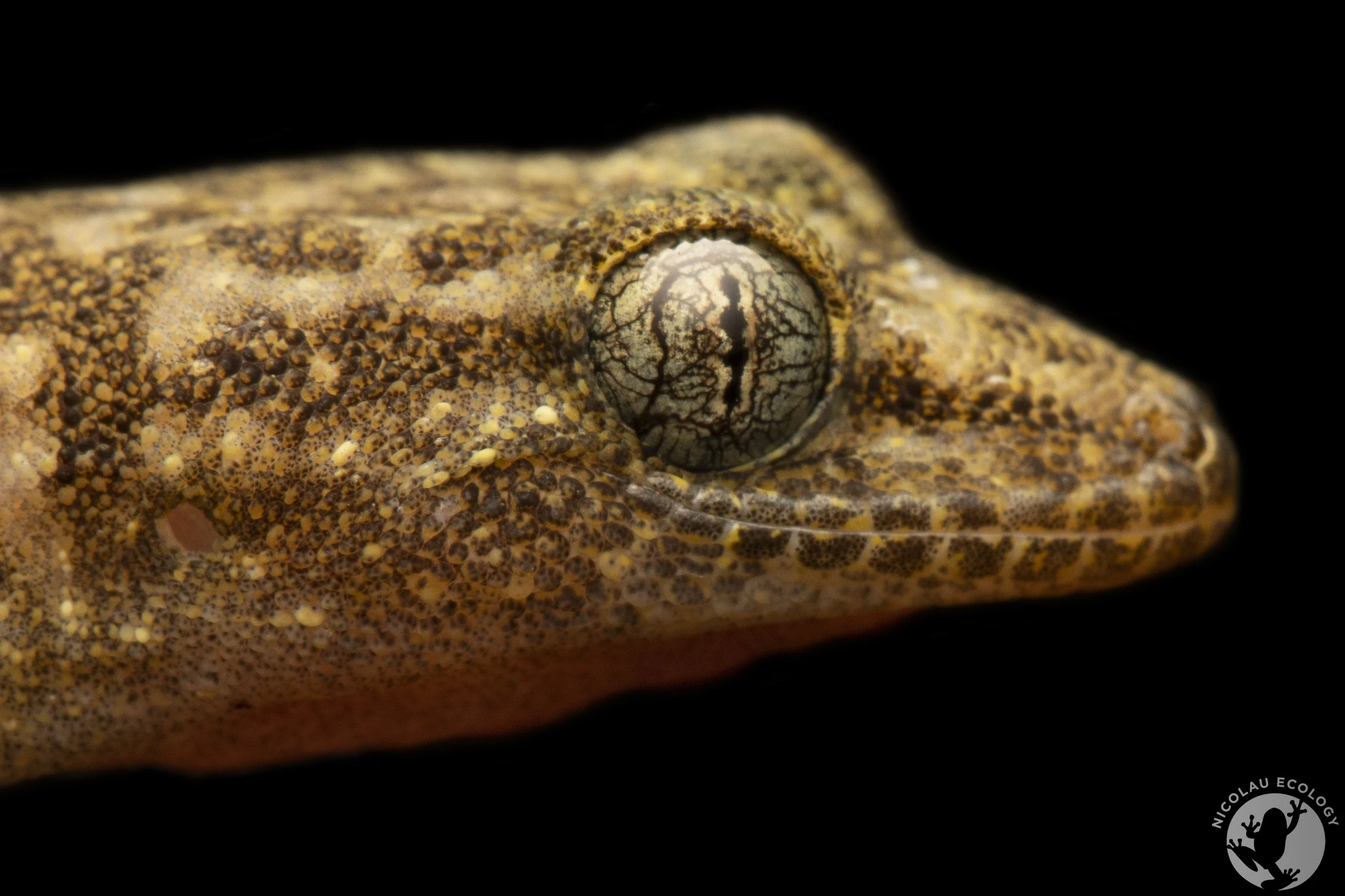 Afroedura halli - Hall’s Flat Gecko — NICOLAU ECOLOGY