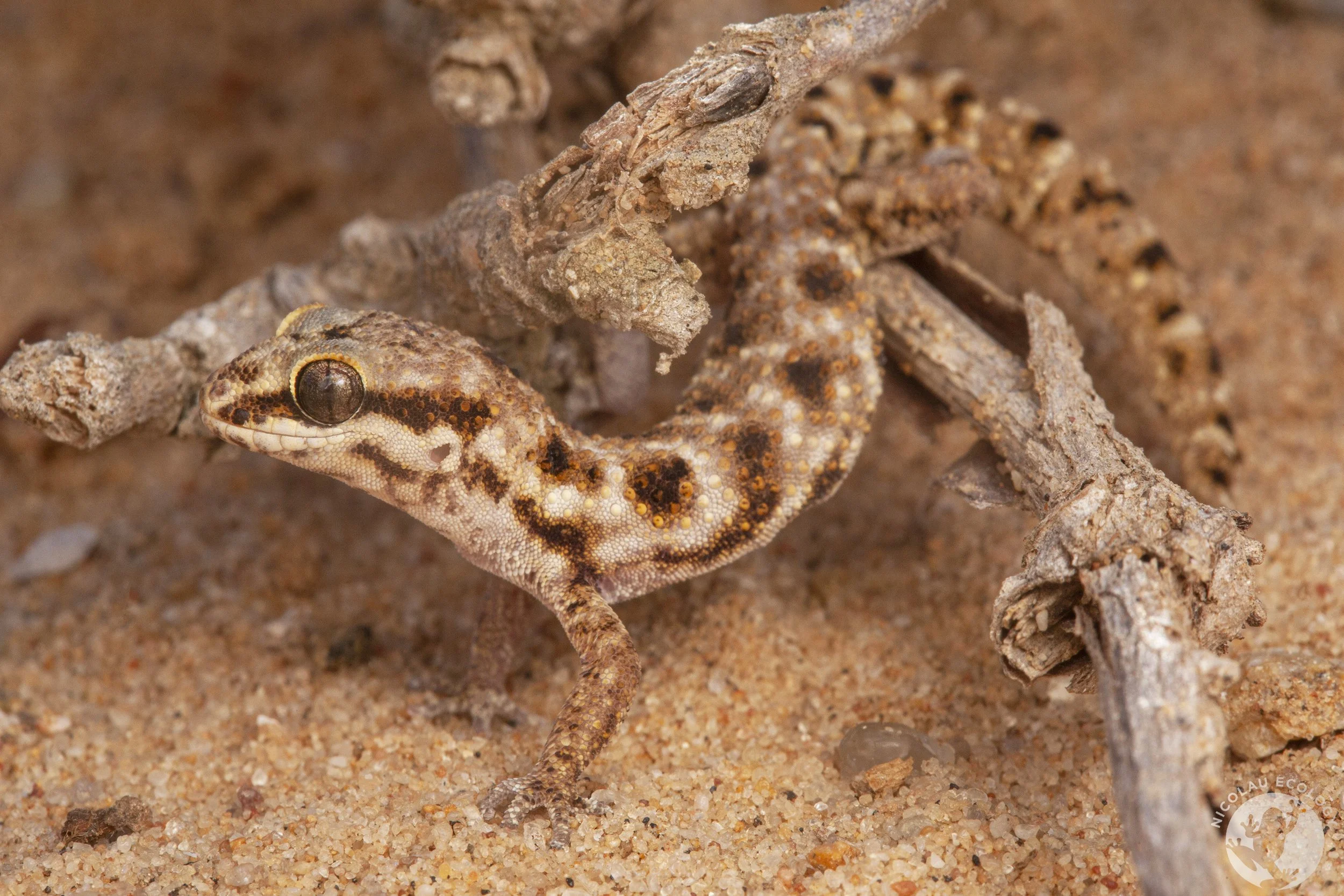 Gecko Gallery — NICOLAU ECOLOGY