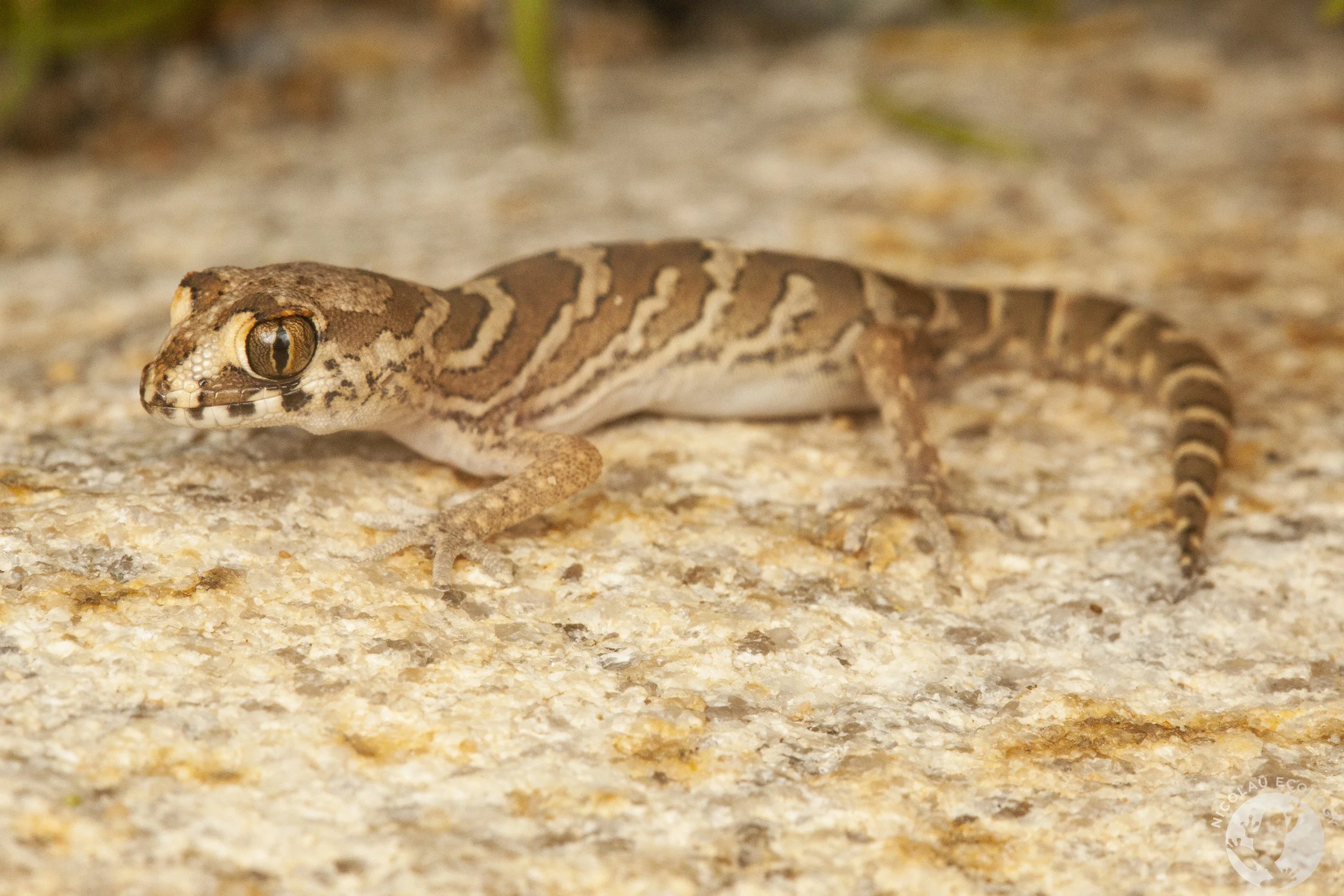Gecko Gallery — NICOLAU ECOLOGY