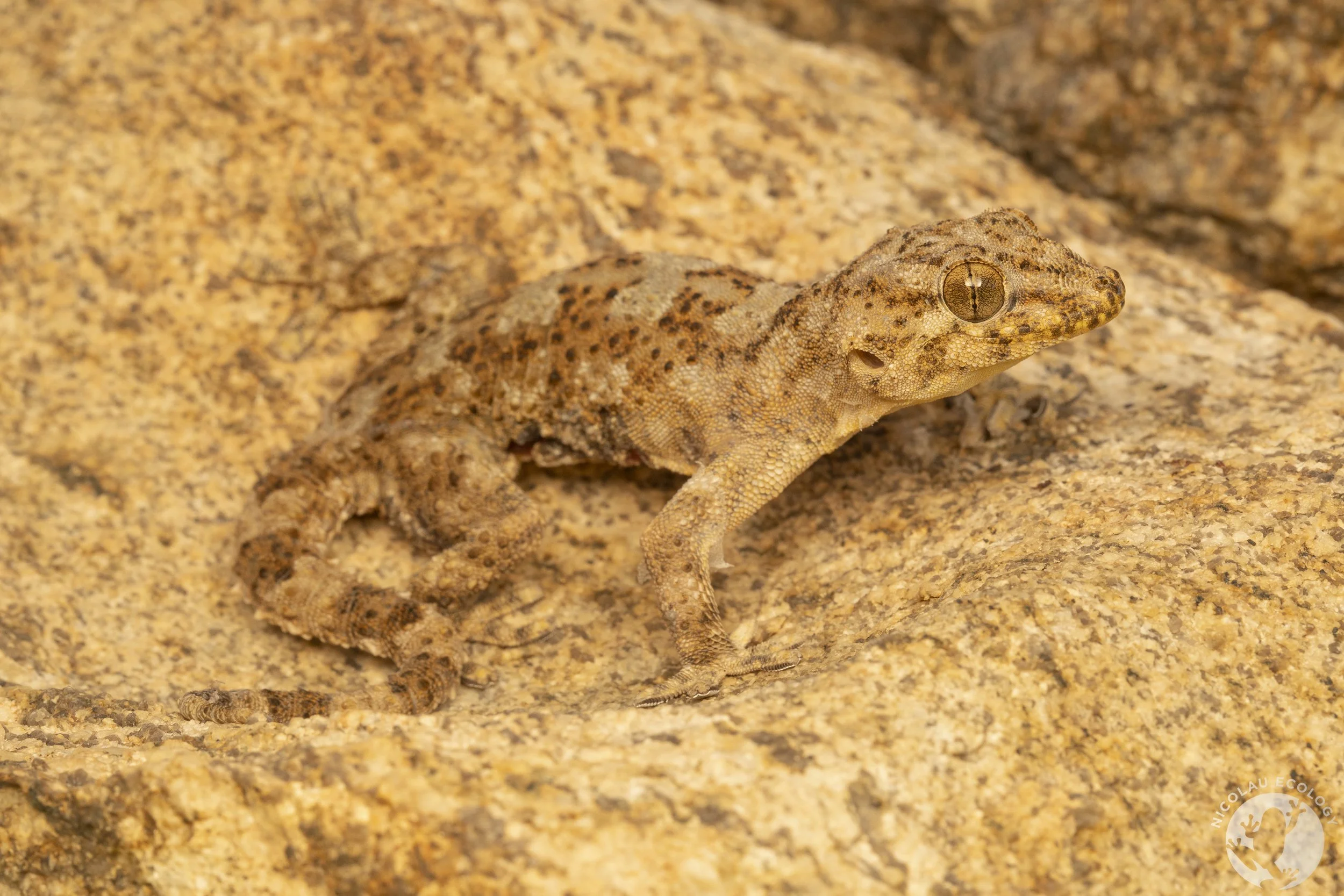 Gecko Gallery — NICOLAU ECOLOGY