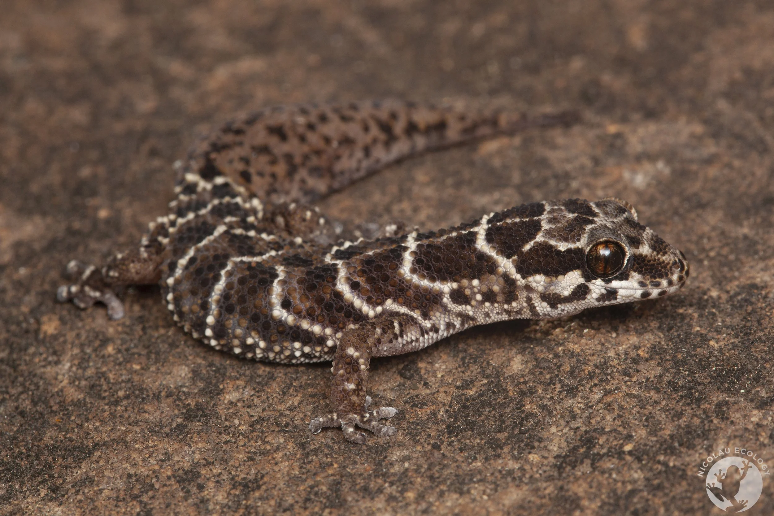 Gecko Gallery — NICOLAU ECOLOGY