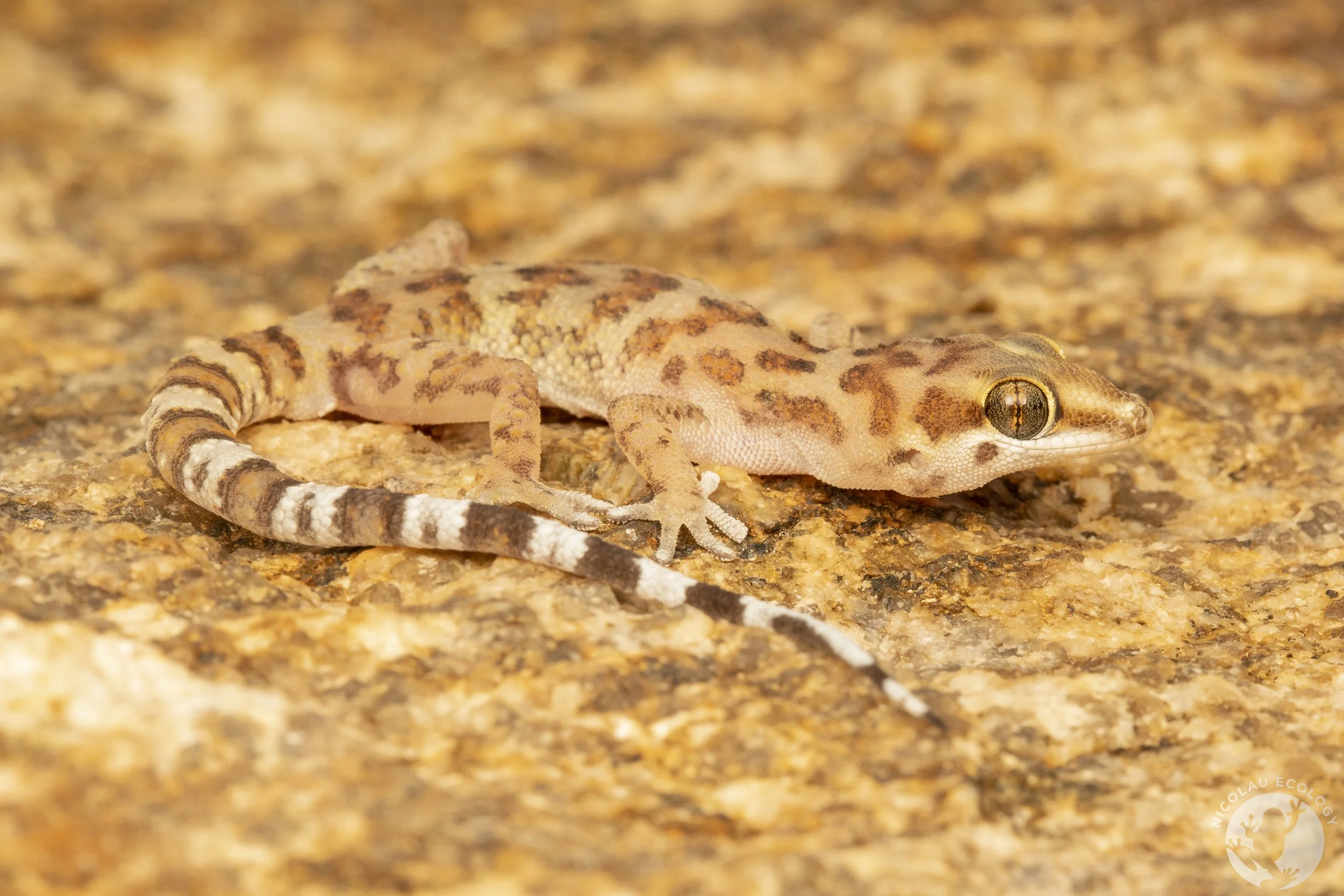 Gecko Gallery — NICOLAU ECOLOGY