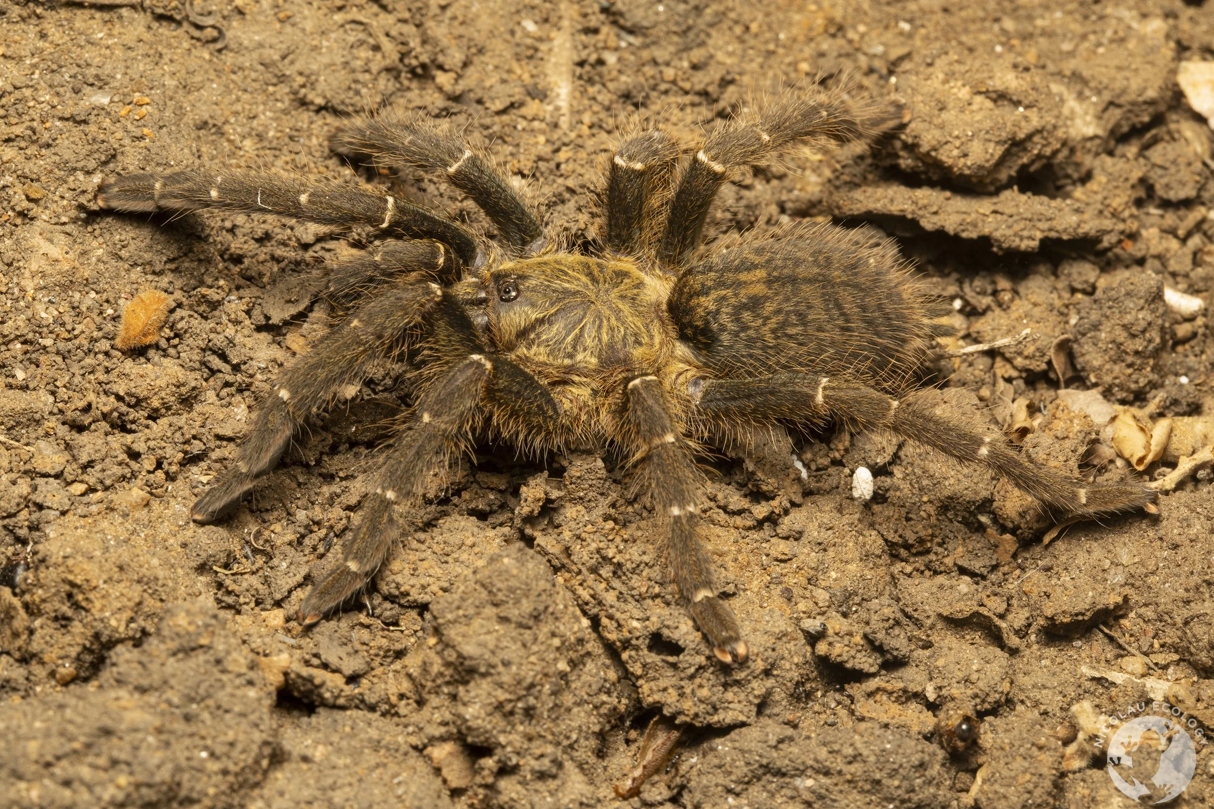 Baboon Spiders — NICOLAU ECOLOGY