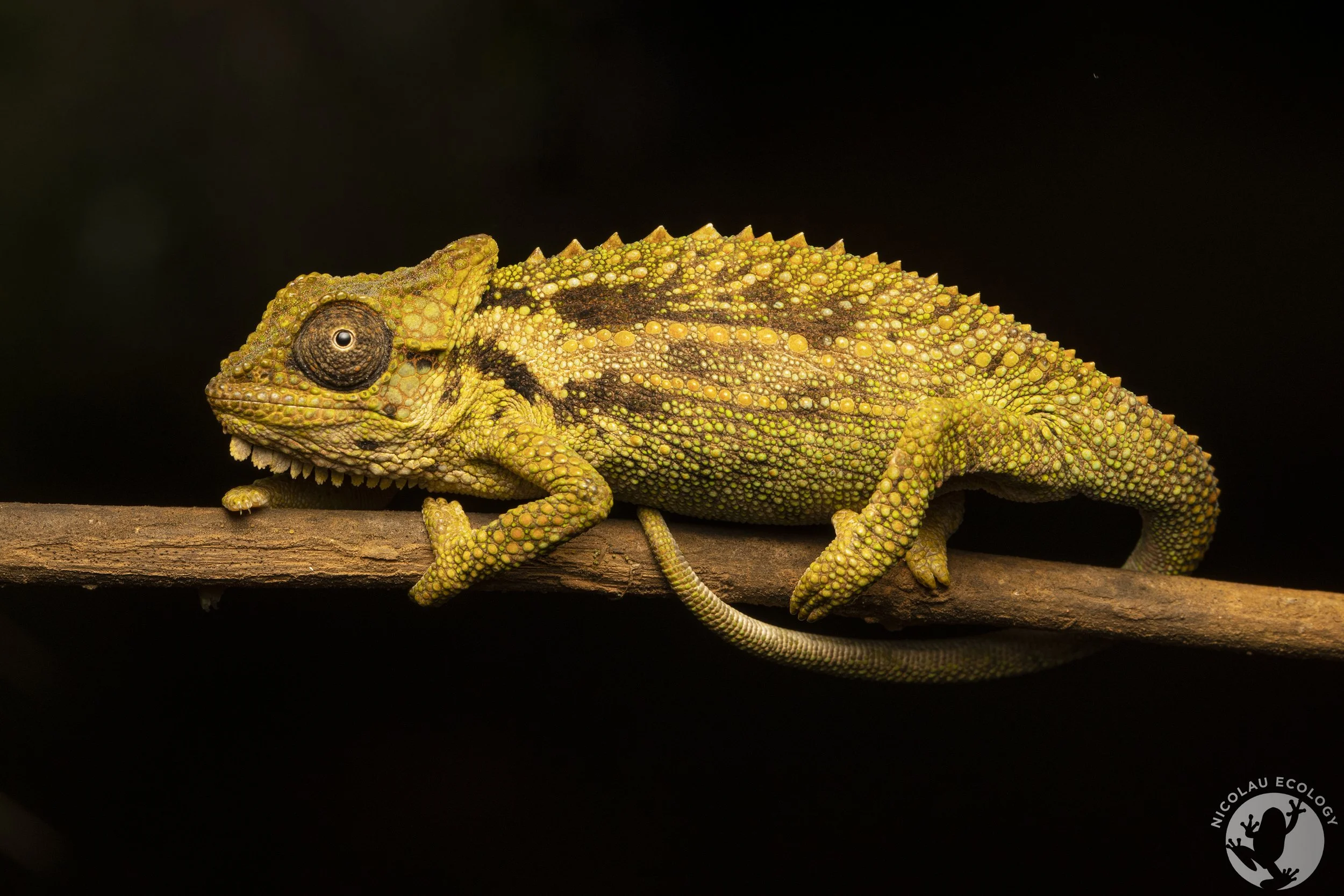 Bradypodion pumilum - Cape Dwarf Chameleon — NICOLAU ECOLOGY