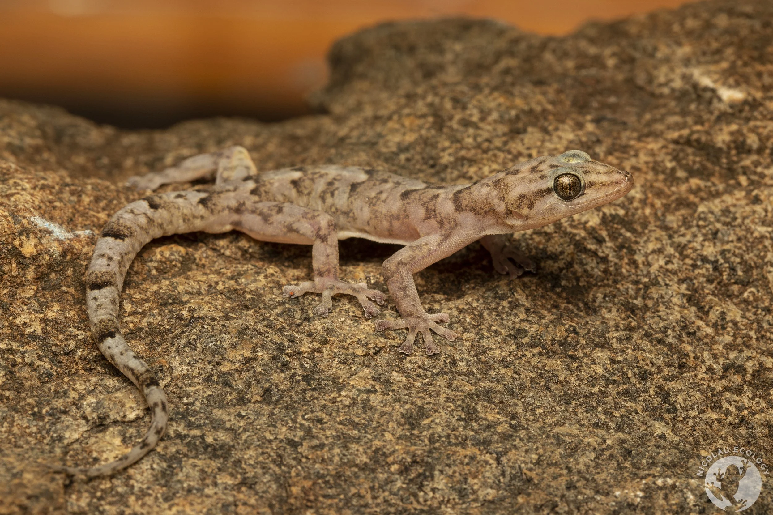 Gecko Gallery — NICOLAU ECOLOGY