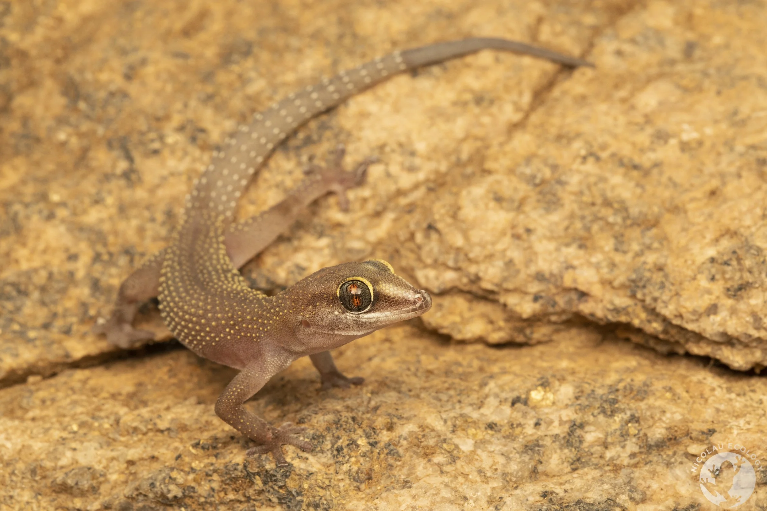 Pachydactylus geitje - Ocellated gecko — NICOLAU ECOLOGY