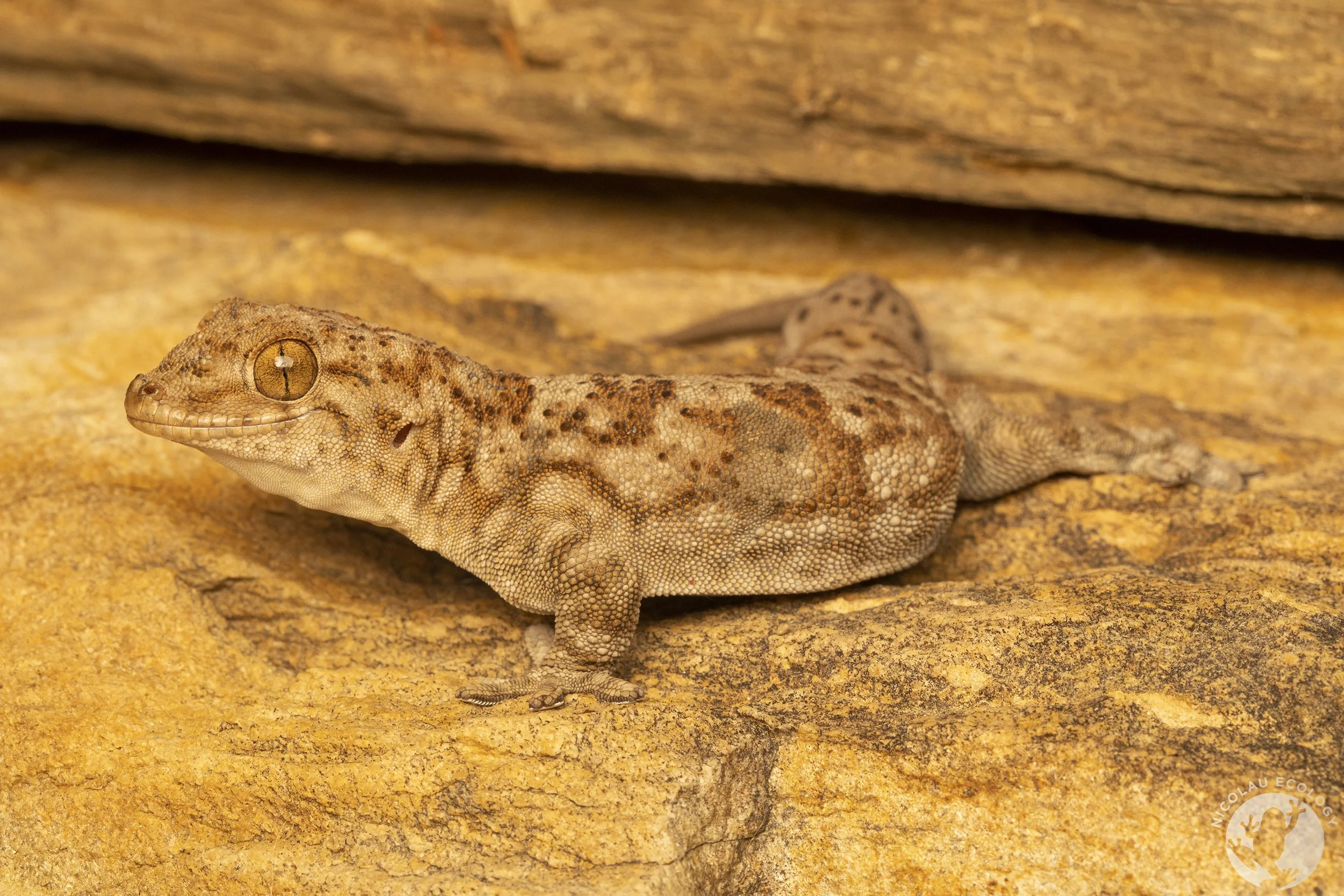 Pachydactylus rugosus - Common Rough Gecko — NICOLAU ECOLOGY