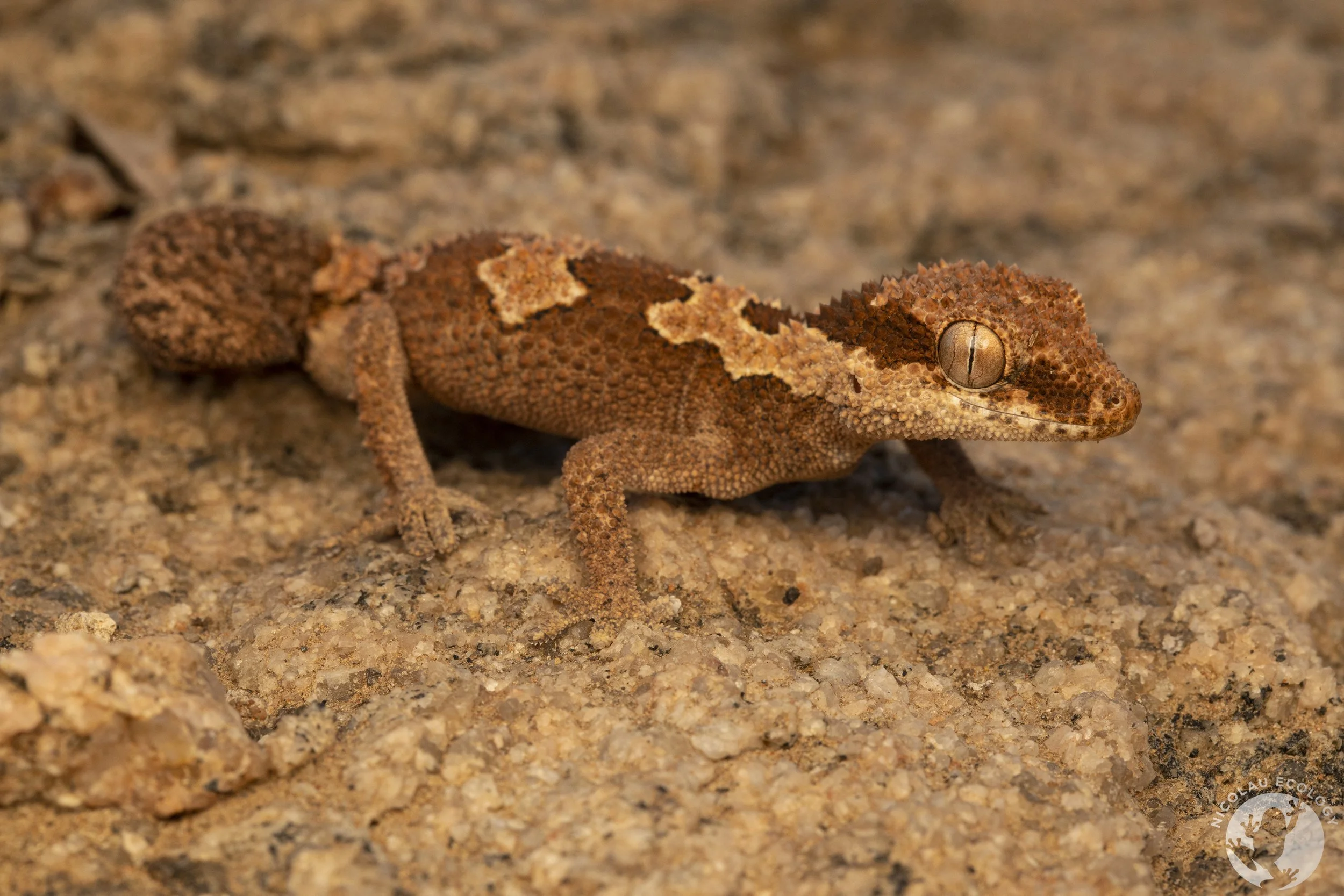 Pachydactylus geitje - Ocellated gecko — NICOLAU ECOLOGY