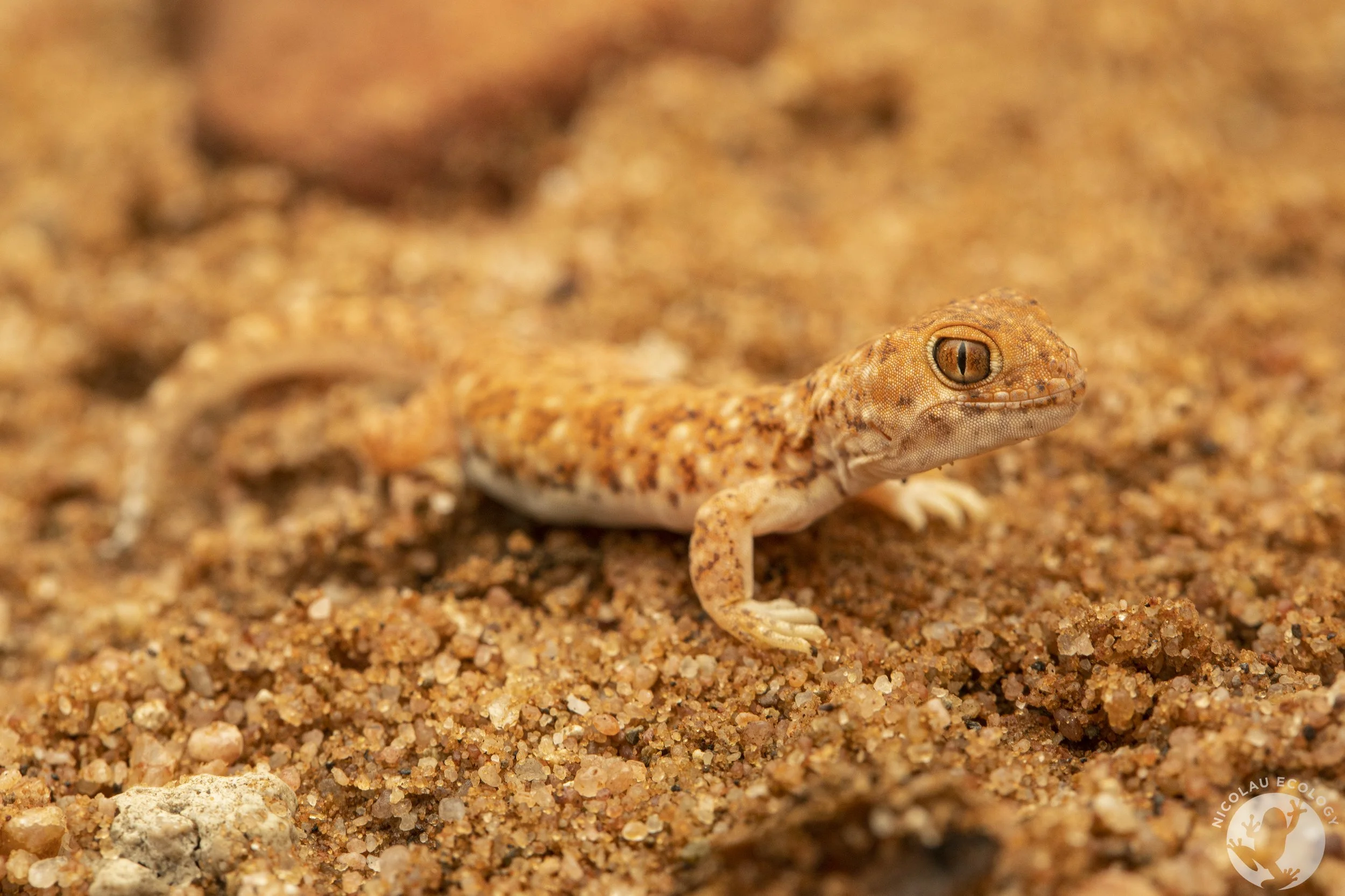 Ptenopus garrulus garrulus — NICOLAU ECOLOGY