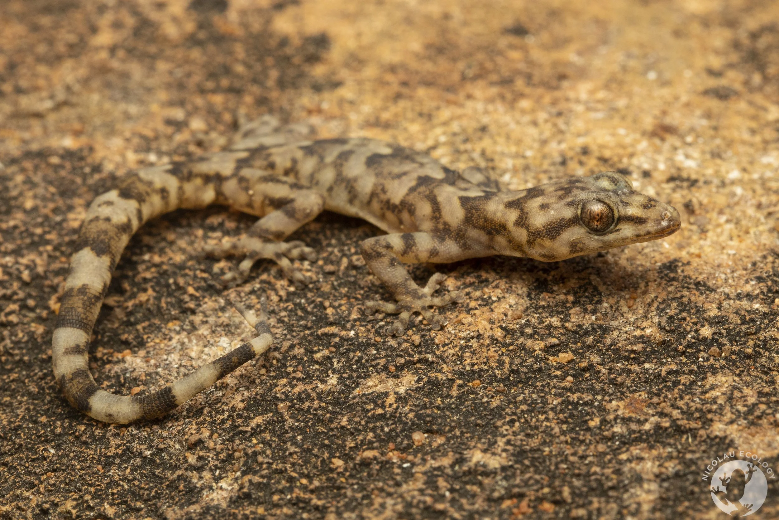 Gecko Gallery — NICOLAU ECOLOGY