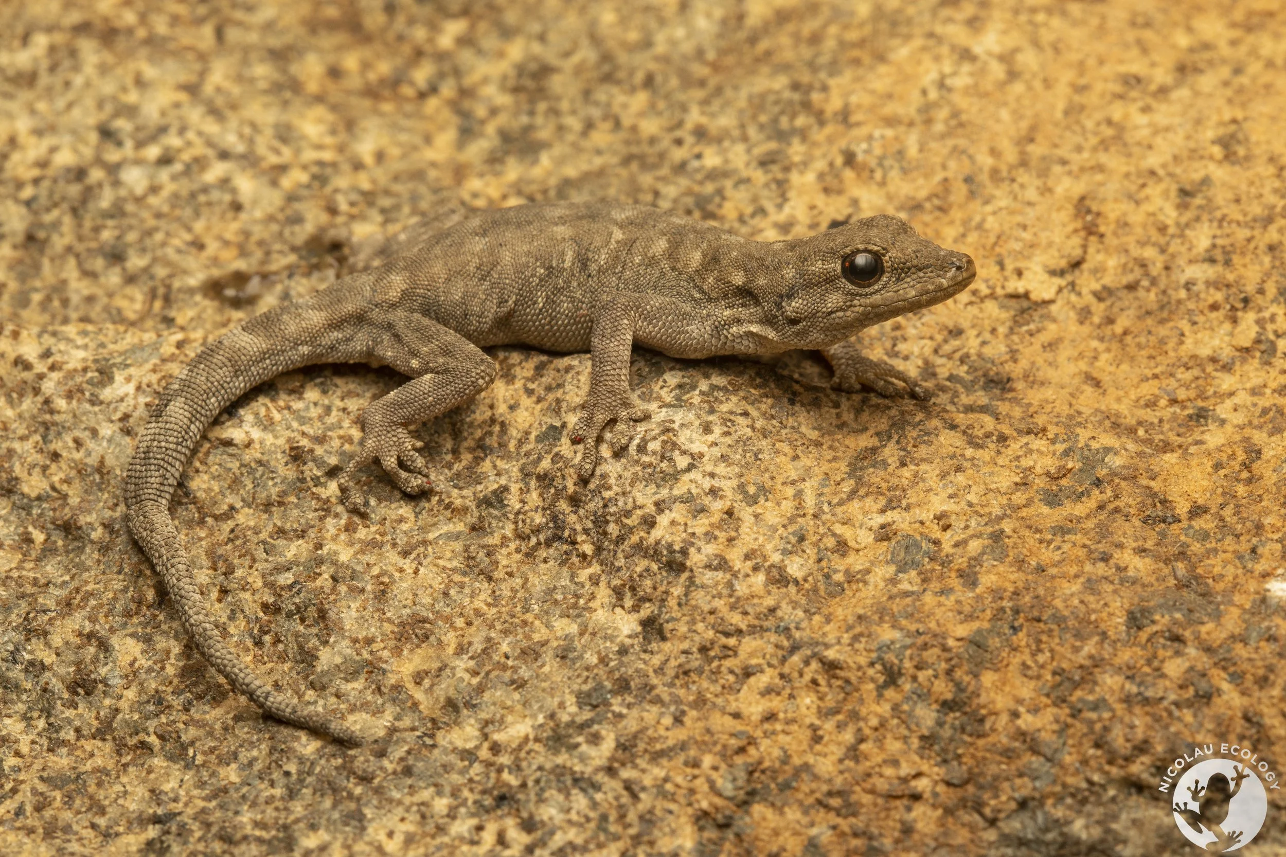 Lygodactylus — Geckos — NICOLAU ECOLOGY