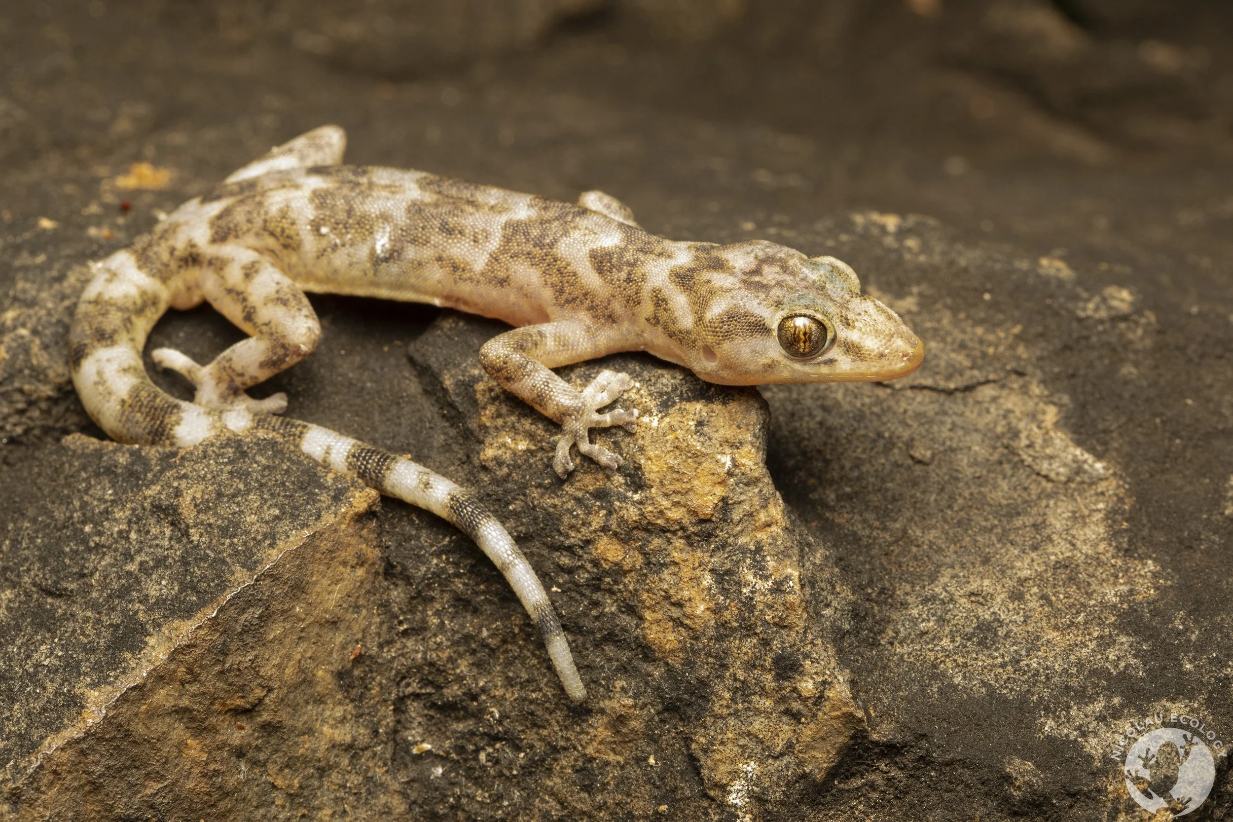 Gecko Gallery — NICOLAU ECOLOGY