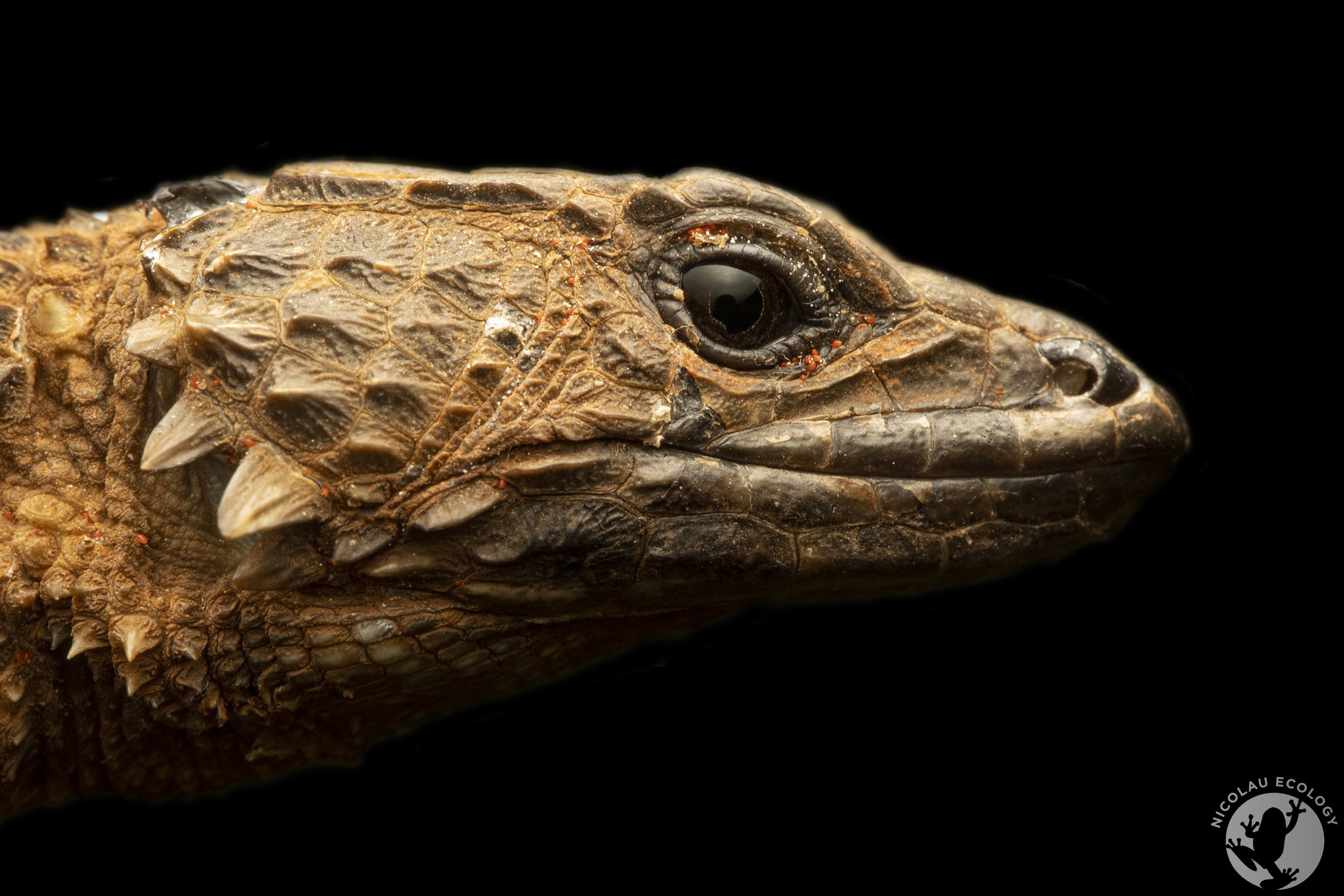 Smaug vandami - Van Dam's Dragon Lizard — NICOLAU ECOLOGY
