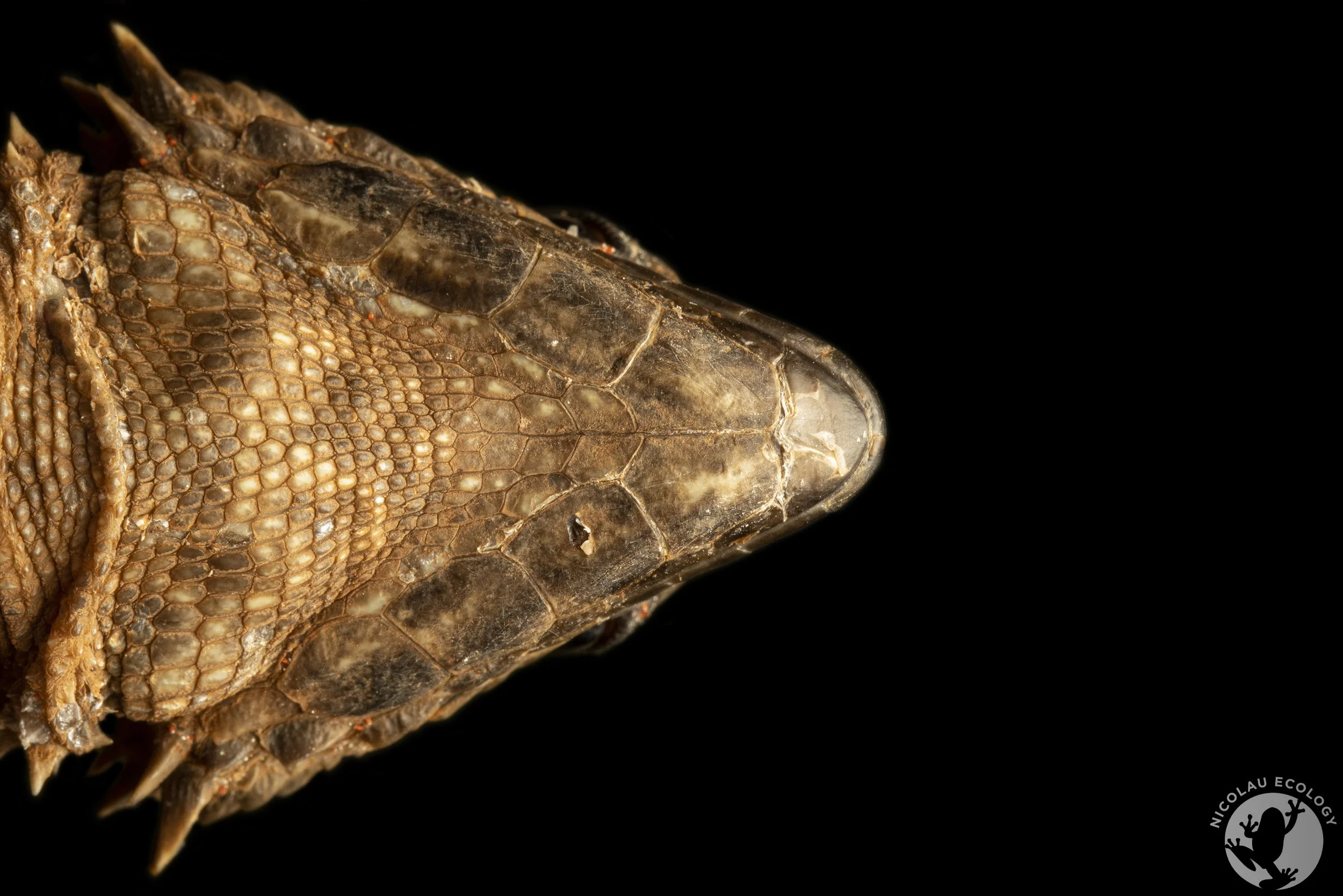 Smaug vandami - Van Dam's Dragon Lizard — NICOLAU ECOLOGY
