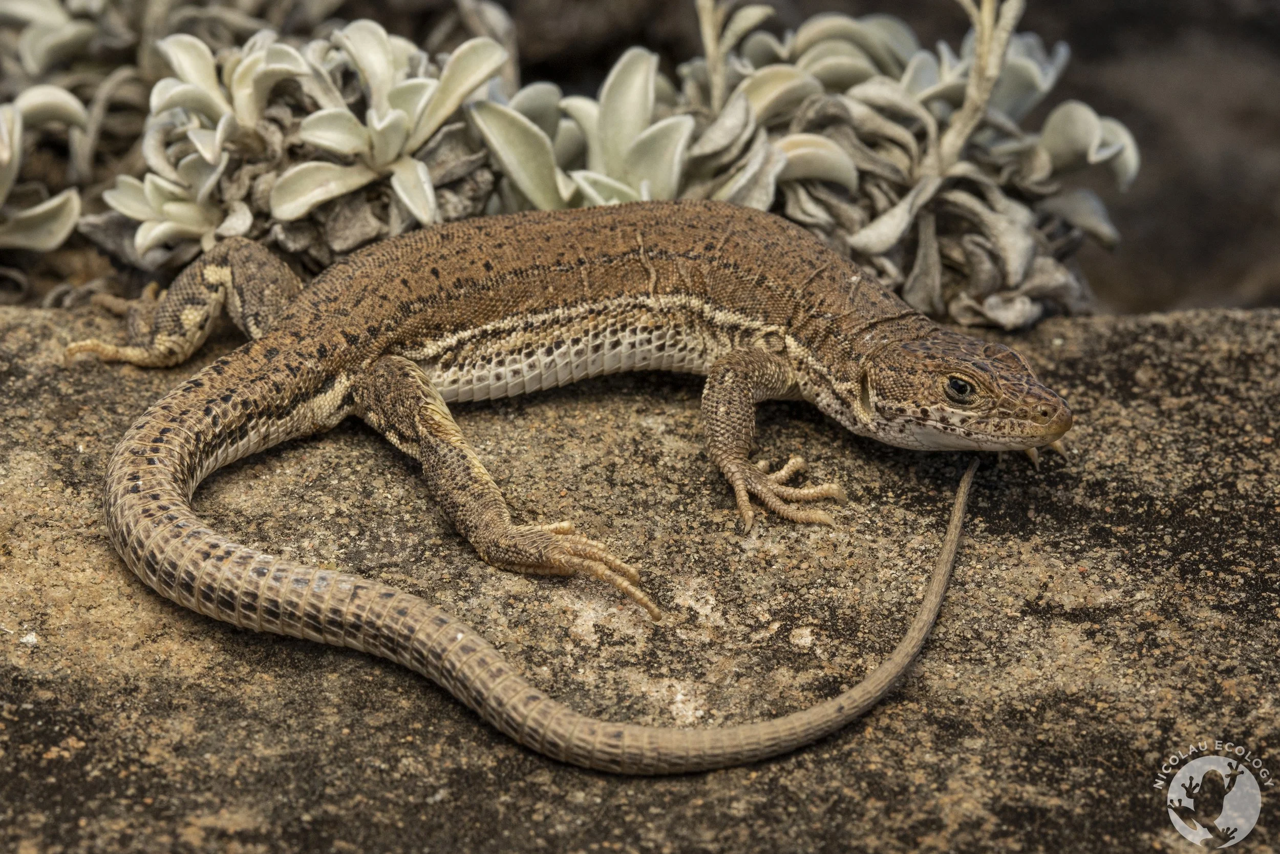 Pedioplanis — Lizards — NICOLAU ECOLOGY
