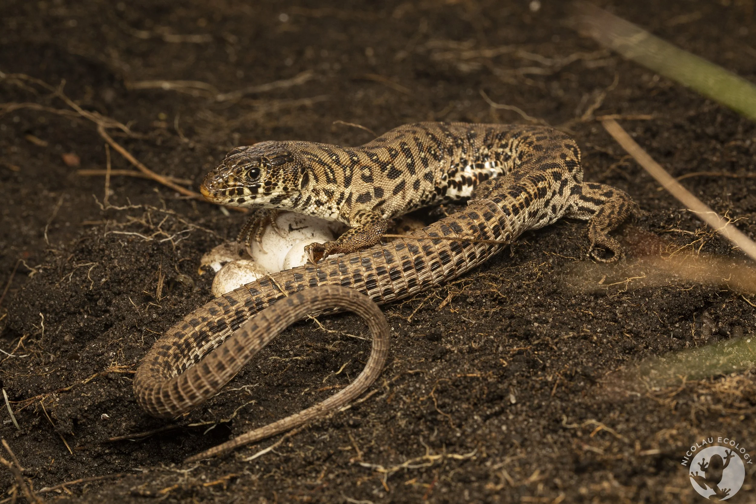 Nucras — Lizards — NICOLAU ECOLOGY