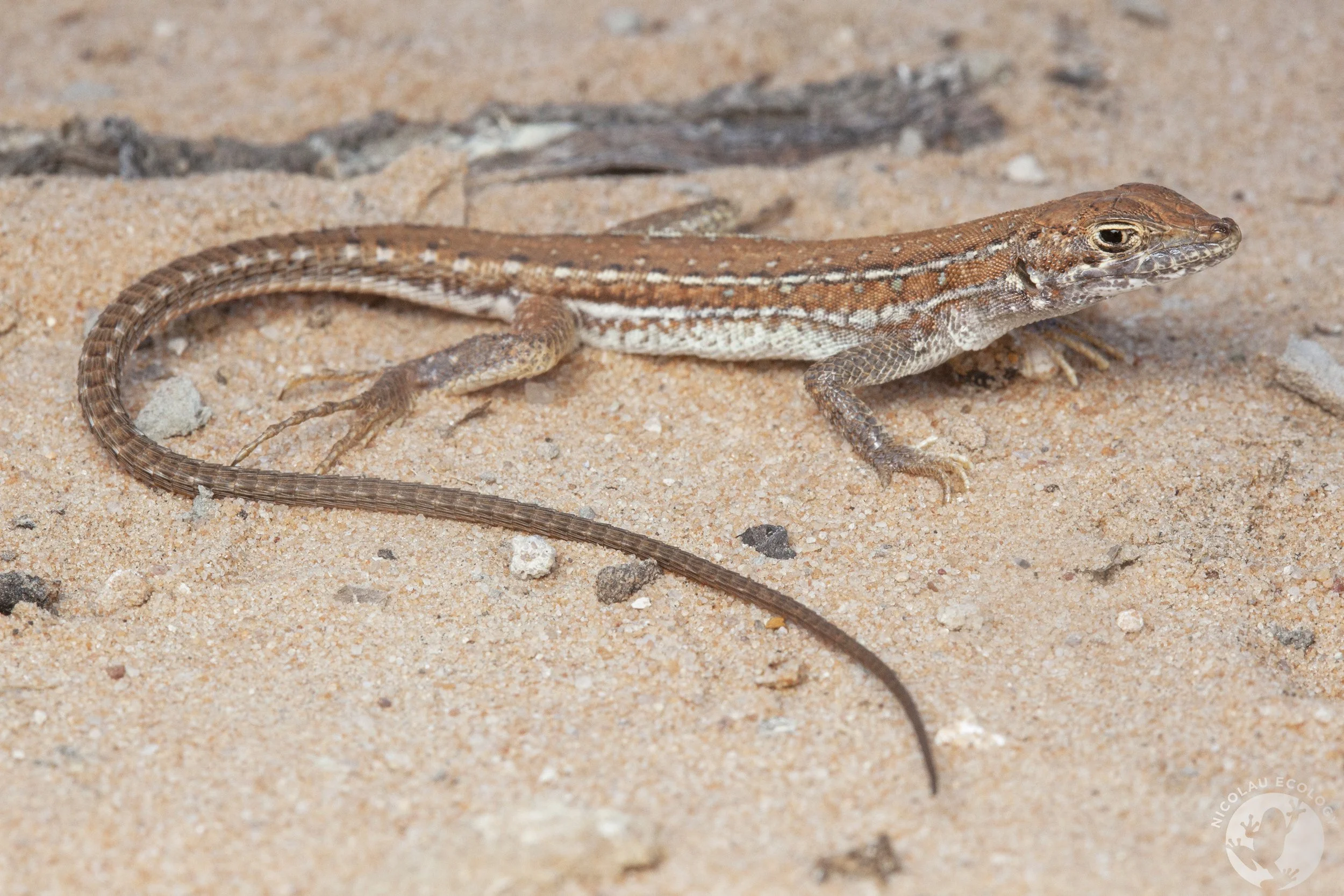 Pedioplanis lineoocellata - Spotted Sand Lizard — NICOLAU ECOLOGY