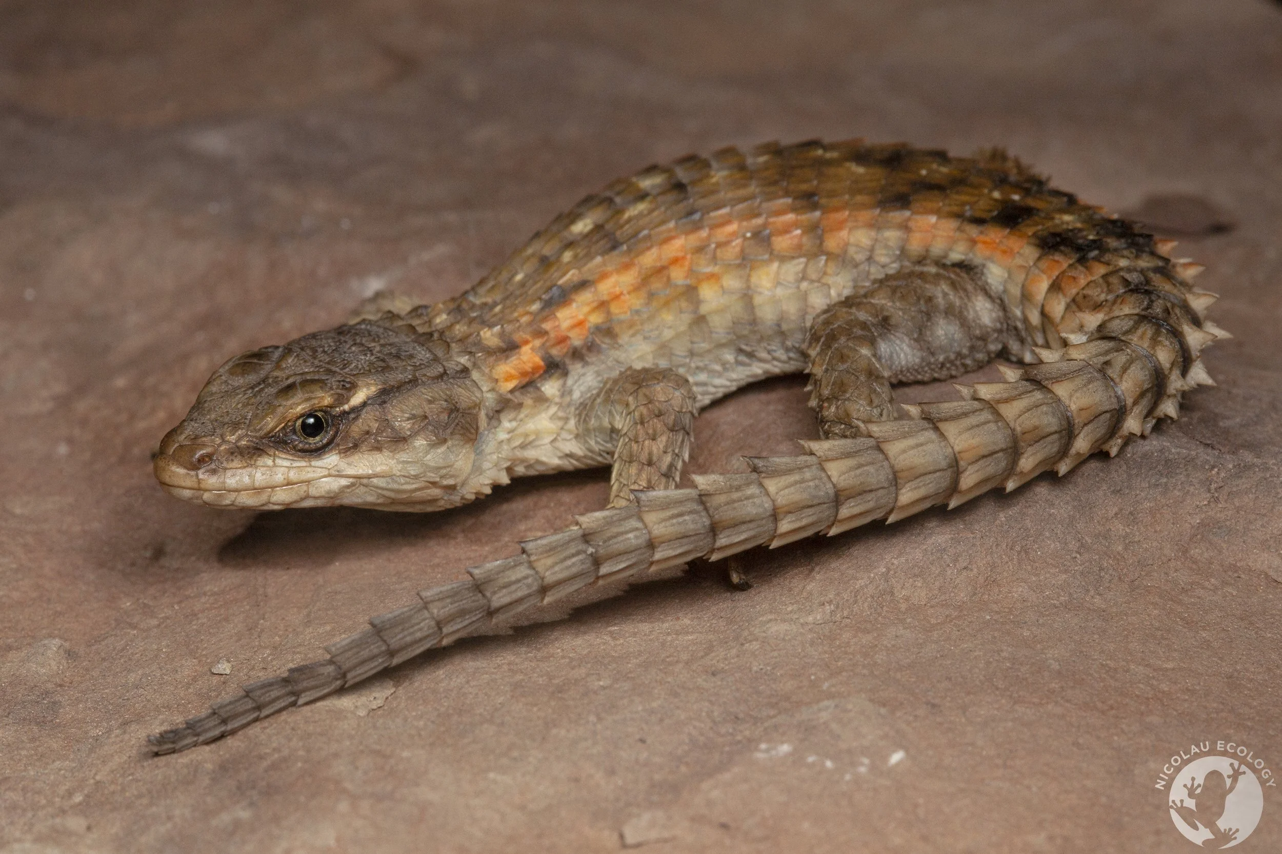 Cordylus tropidosternum - Tropical Girdled Lizard — NICOLAU ECOLOGY