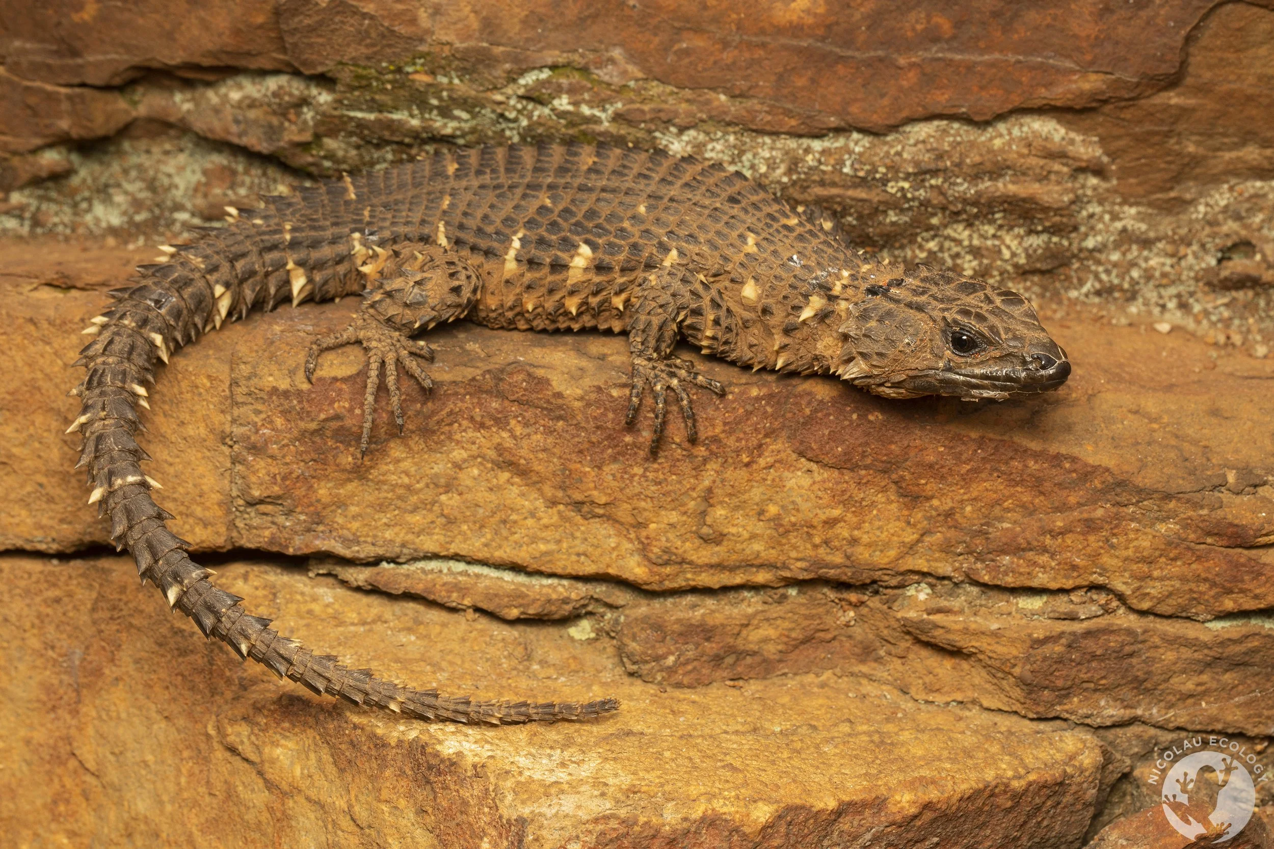 Reptile Gallery — NICOLAU ECOLOGY