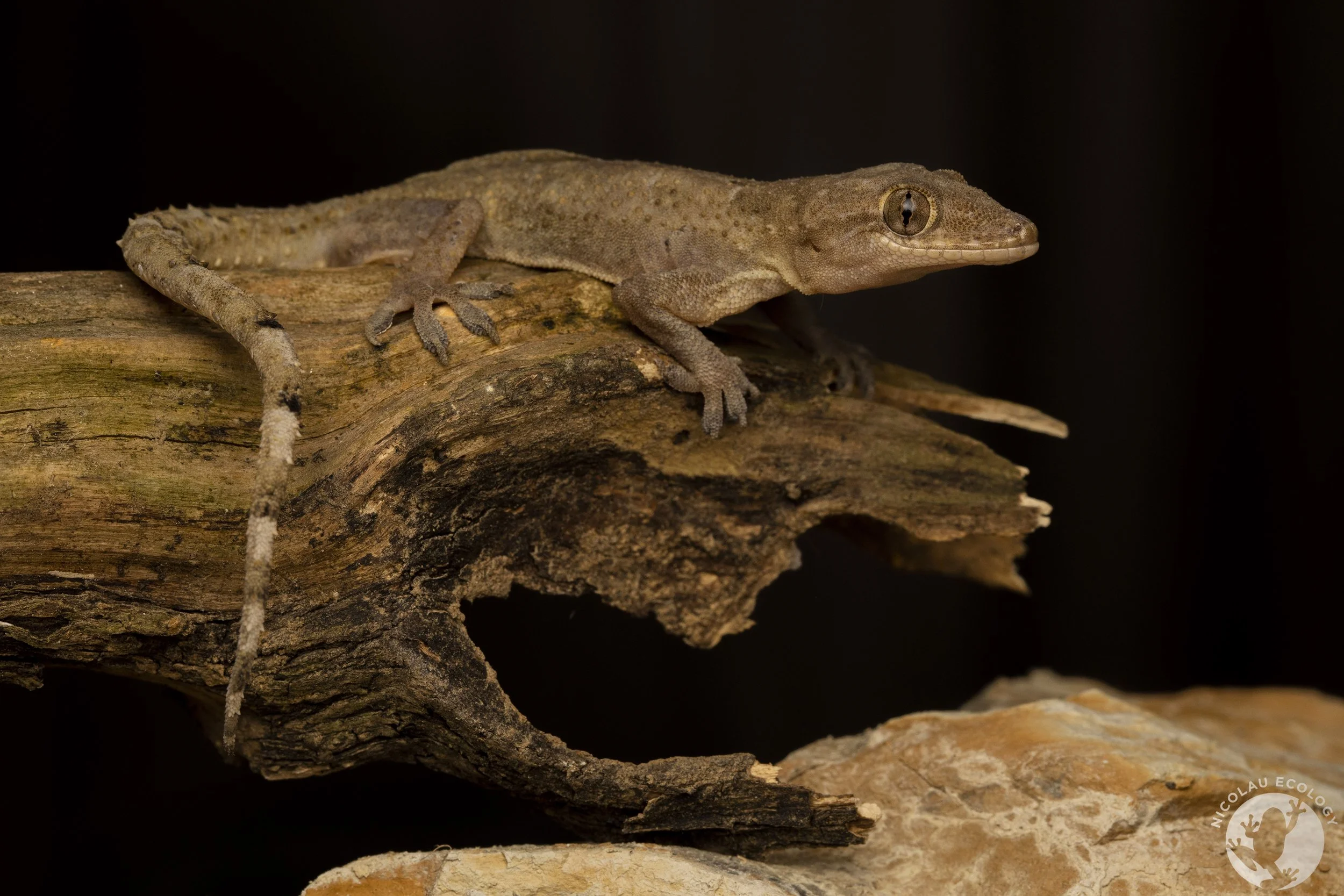 Gecko Gallery — NICOLAU ECOLOGY