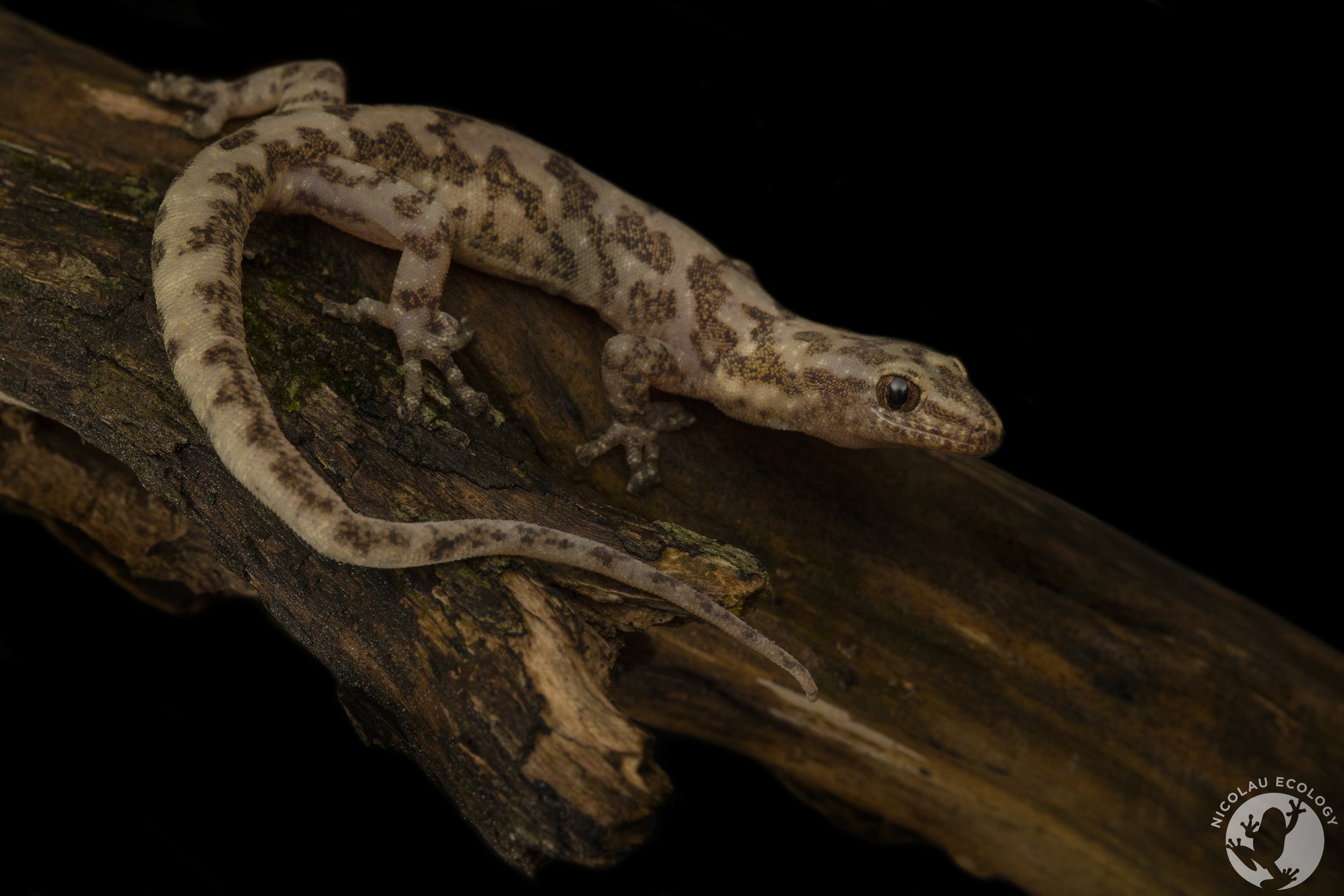 Gecko Gallery — NICOLAU ECOLOGY