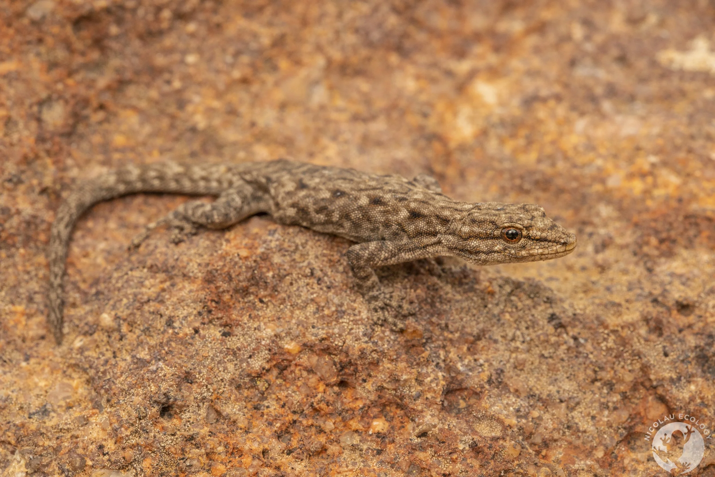 Gecko Gallery — NICOLAU ECOLOGY