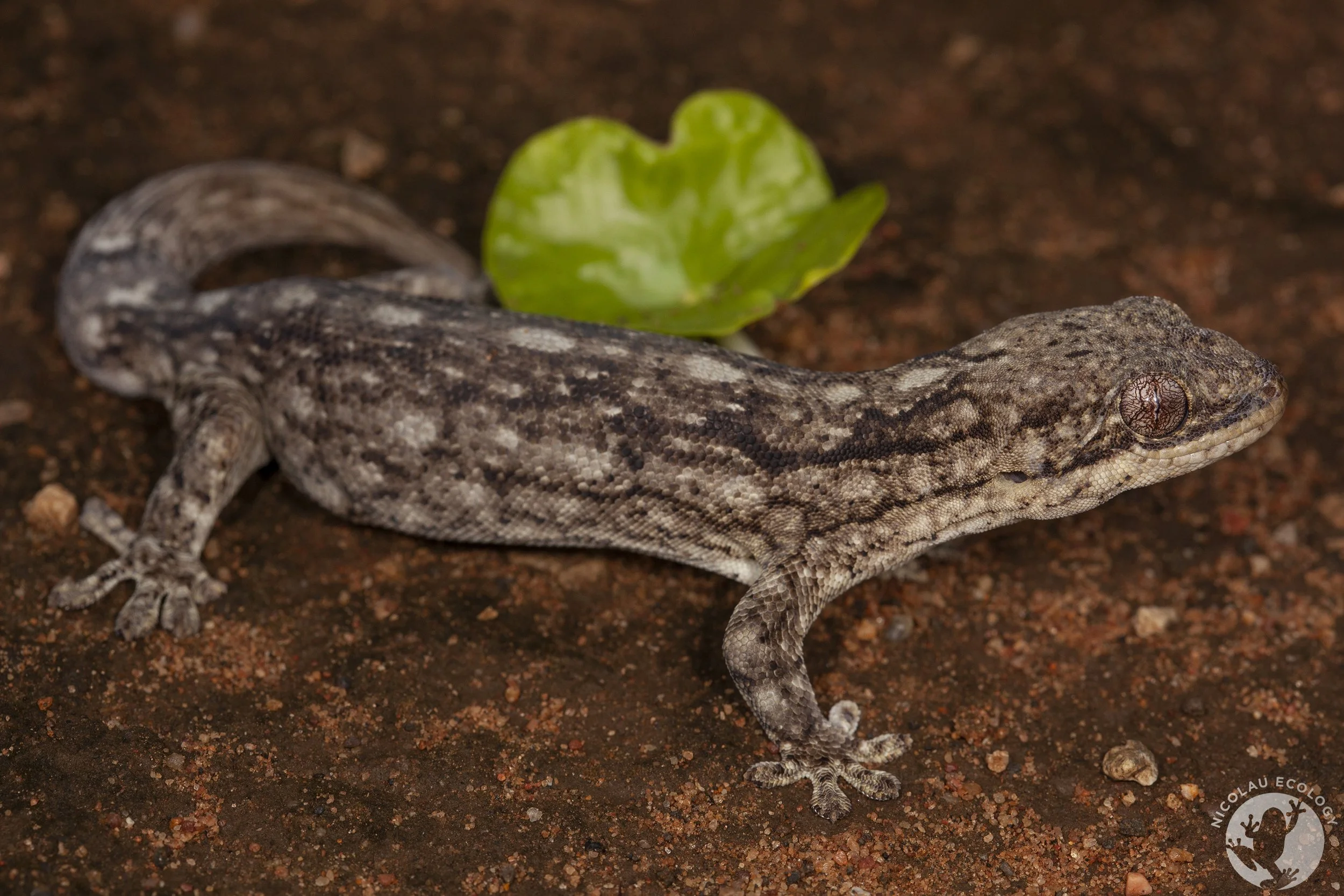 Gecko Gallery — NICOLAU ECOLOGY