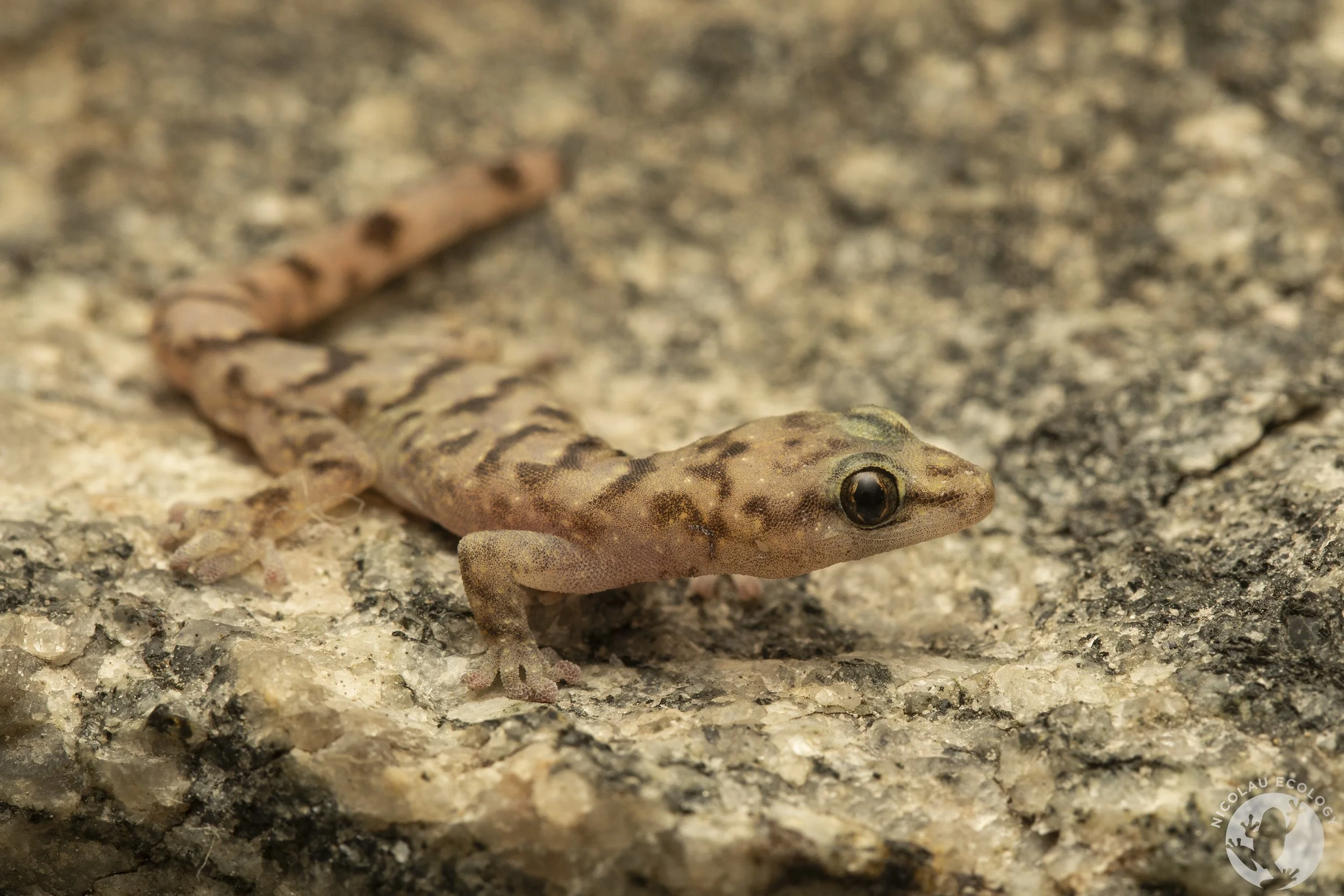 Gecko Gallery — NICOLAU ECOLOGY