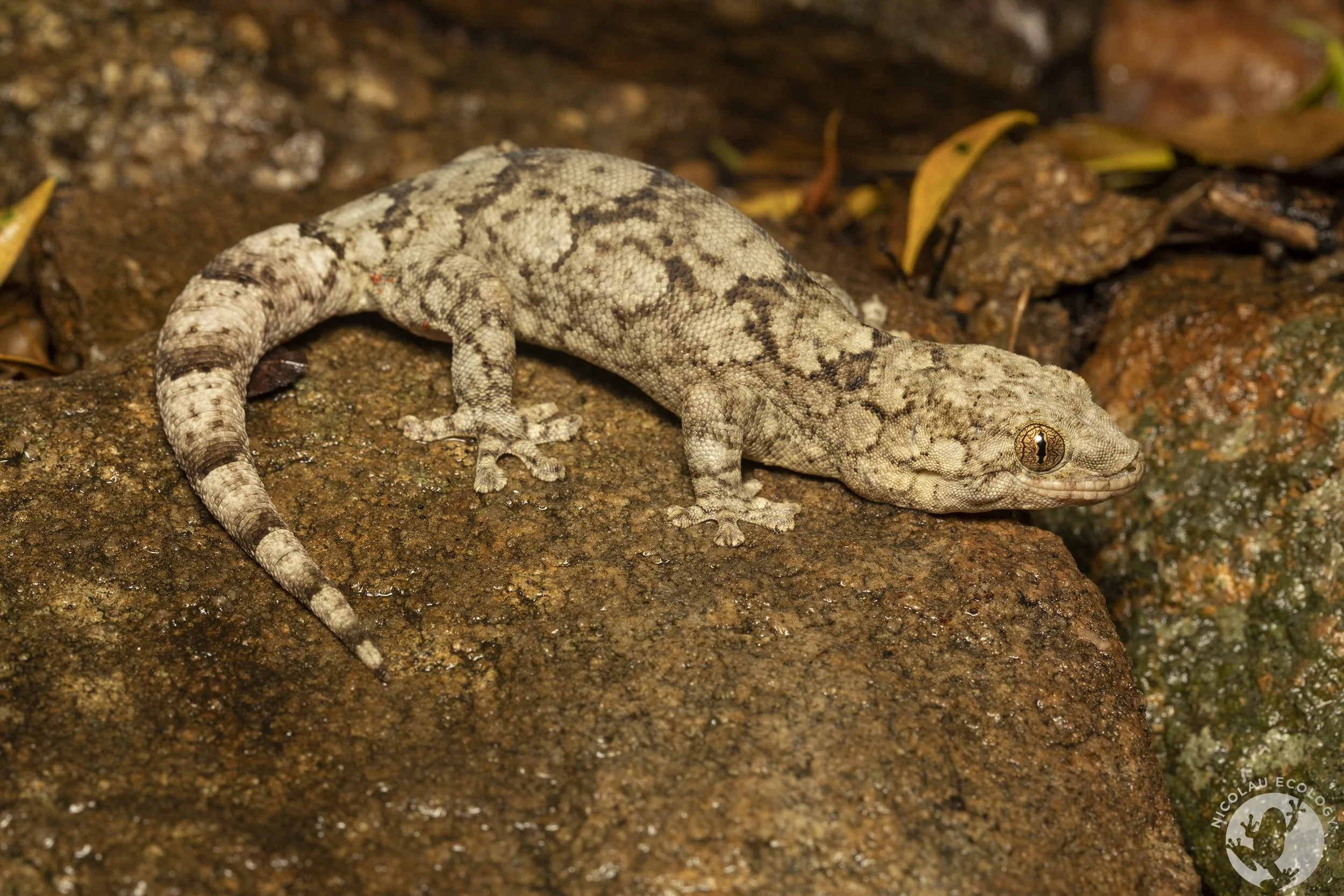 Homopholis arnoldi - Arnold’s Velvet Gecko — NICOLAU ECOLOGY