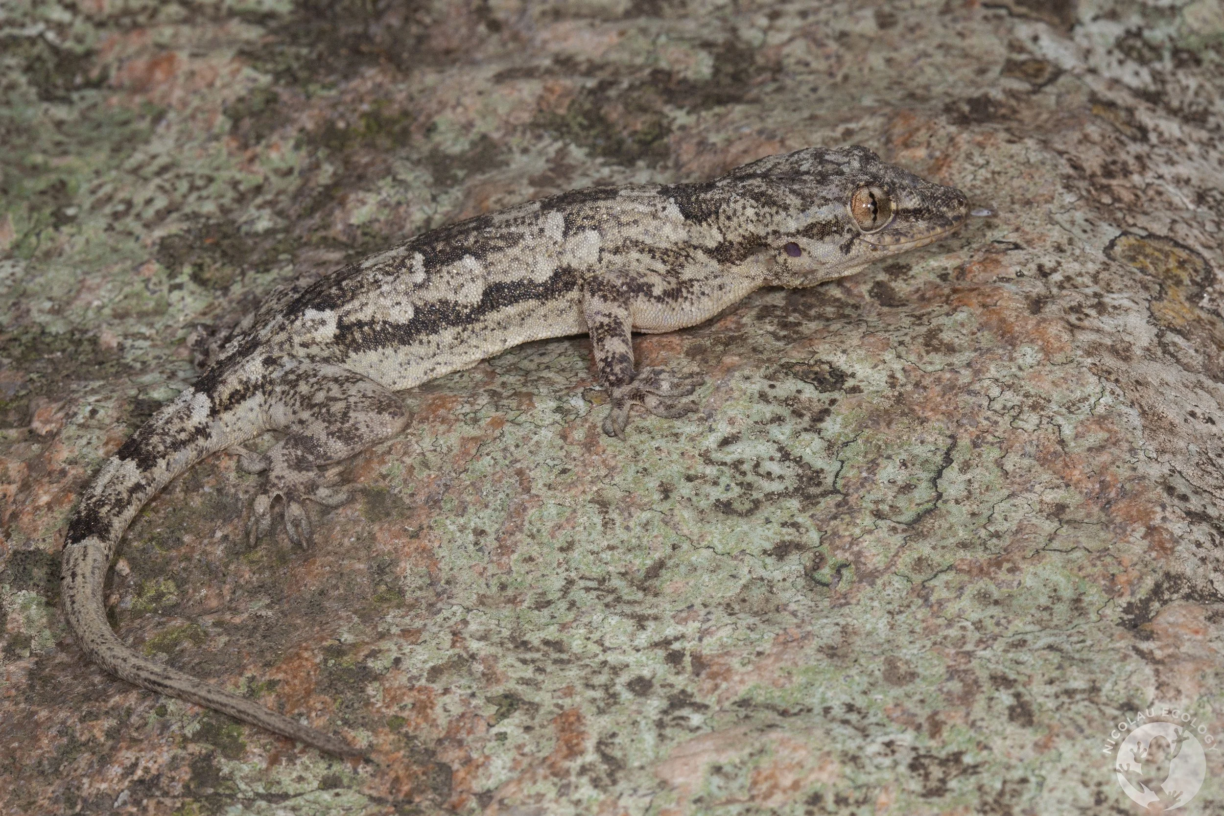 Gecko Gallery — NICOLAU ECOLOGY