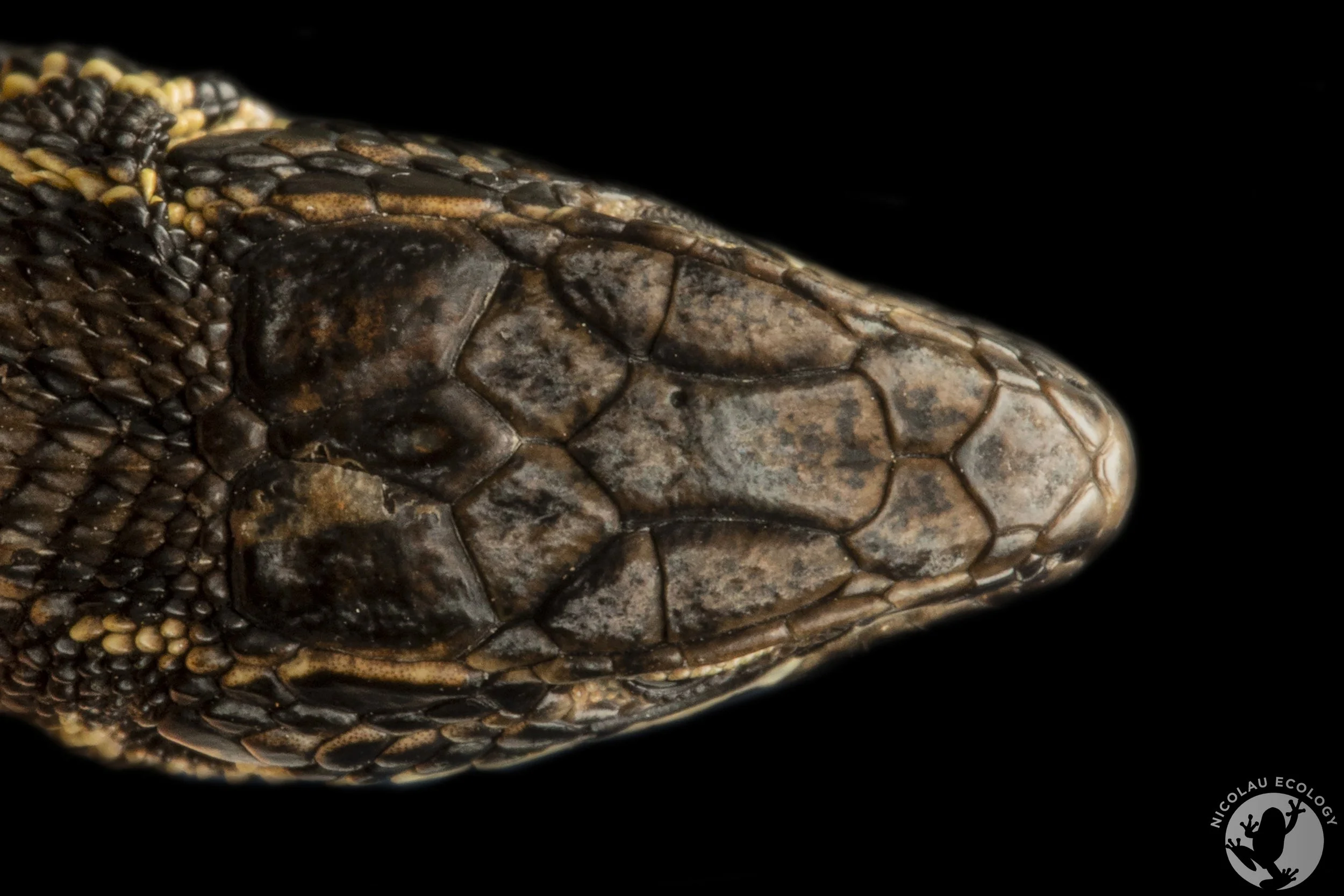 Tropidosaura montana natalensis - Natal Mountain Lizard — NICOLAU ECOLOGY