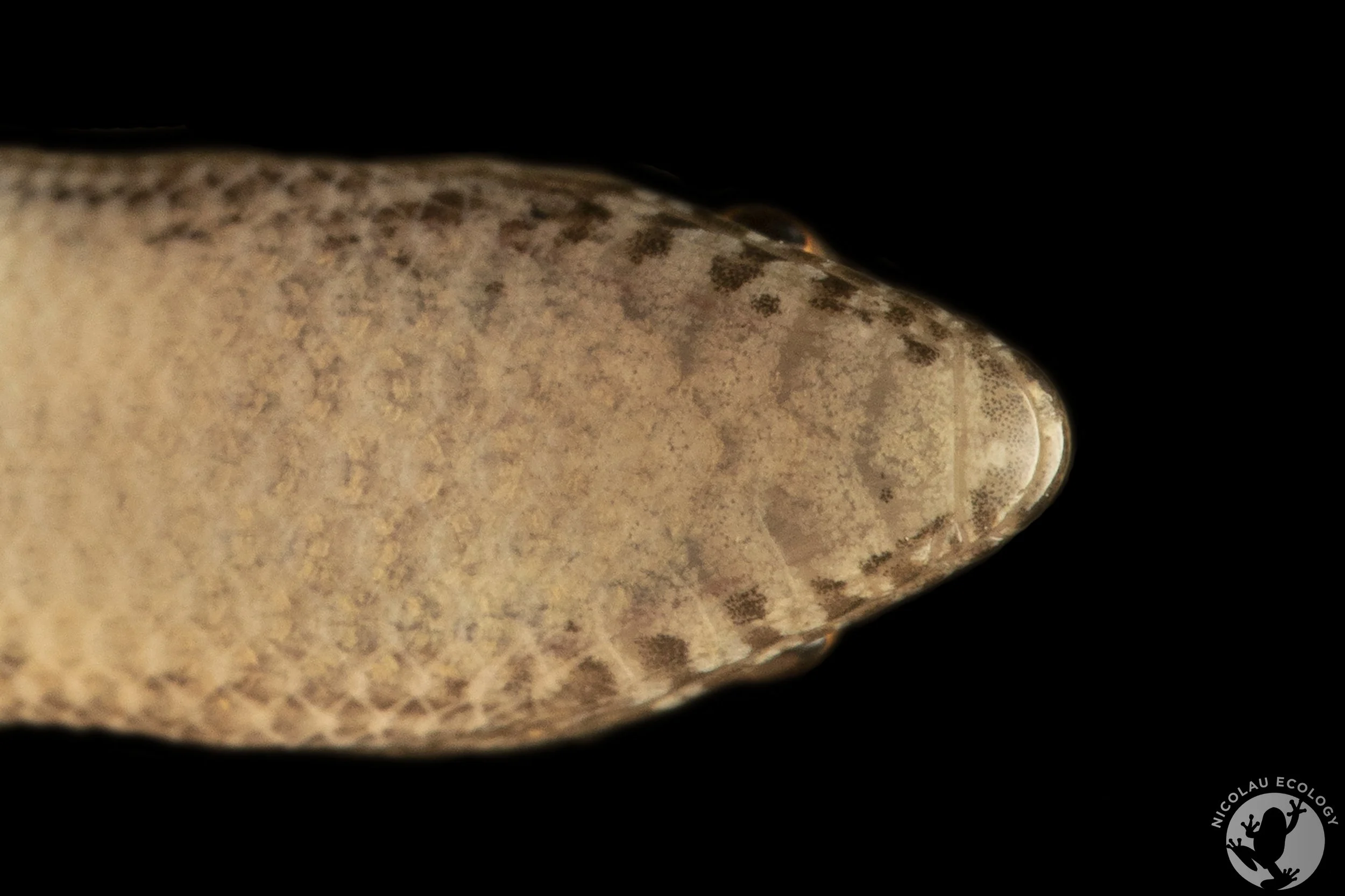 Panaspis wahlbergii - Wahlberg's Snake-eyed Skink — NICOLAU ECOLOGY