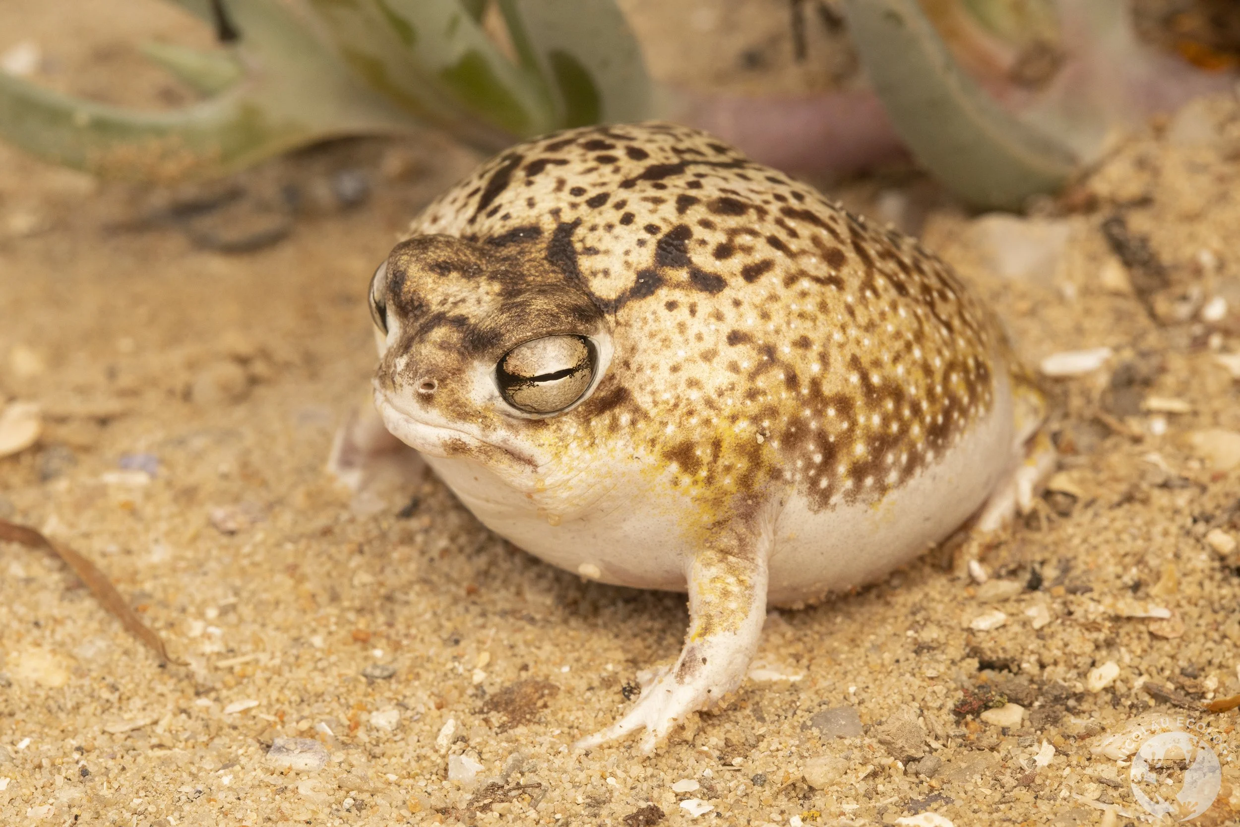 Amphibian Gallery: Nicolau Ecology — NICOLAU ECOLOGY